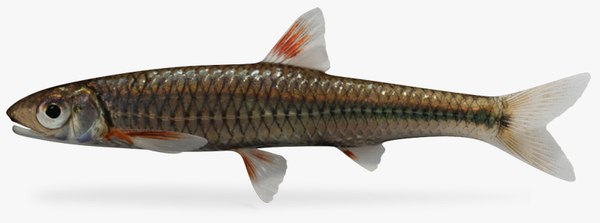 Notropis 3D Models for Download | TurboSquid