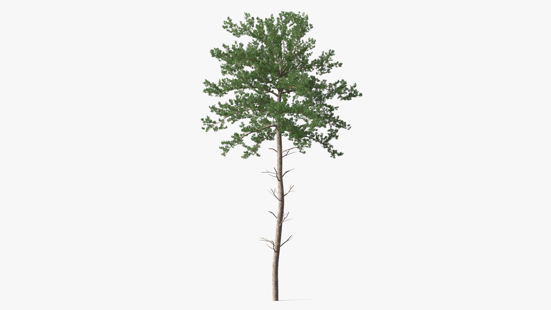 Pine Tree 3D model - TurboSquid 1980653