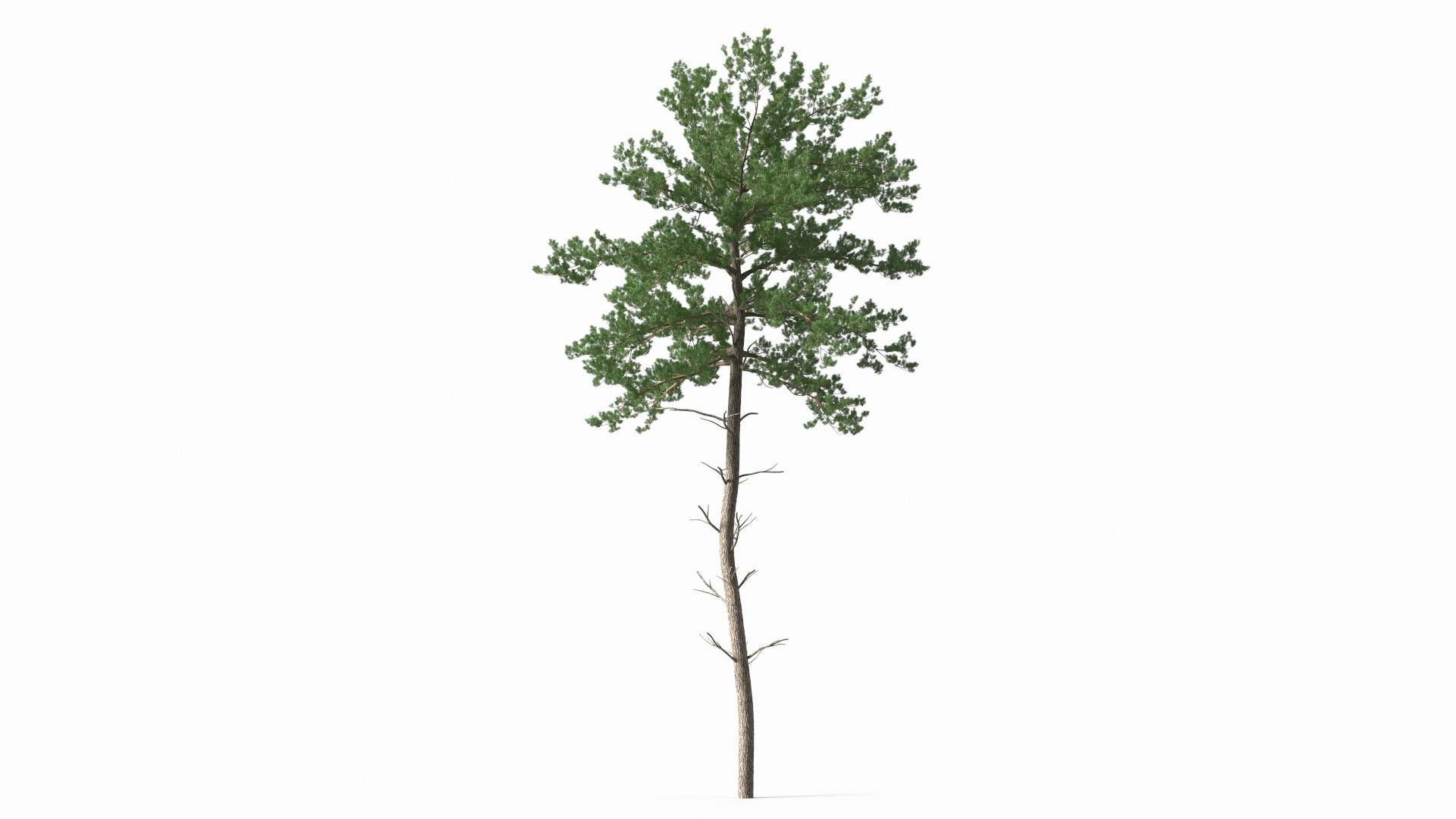 Pine Tree 3D Model - TurboSquid 1980653