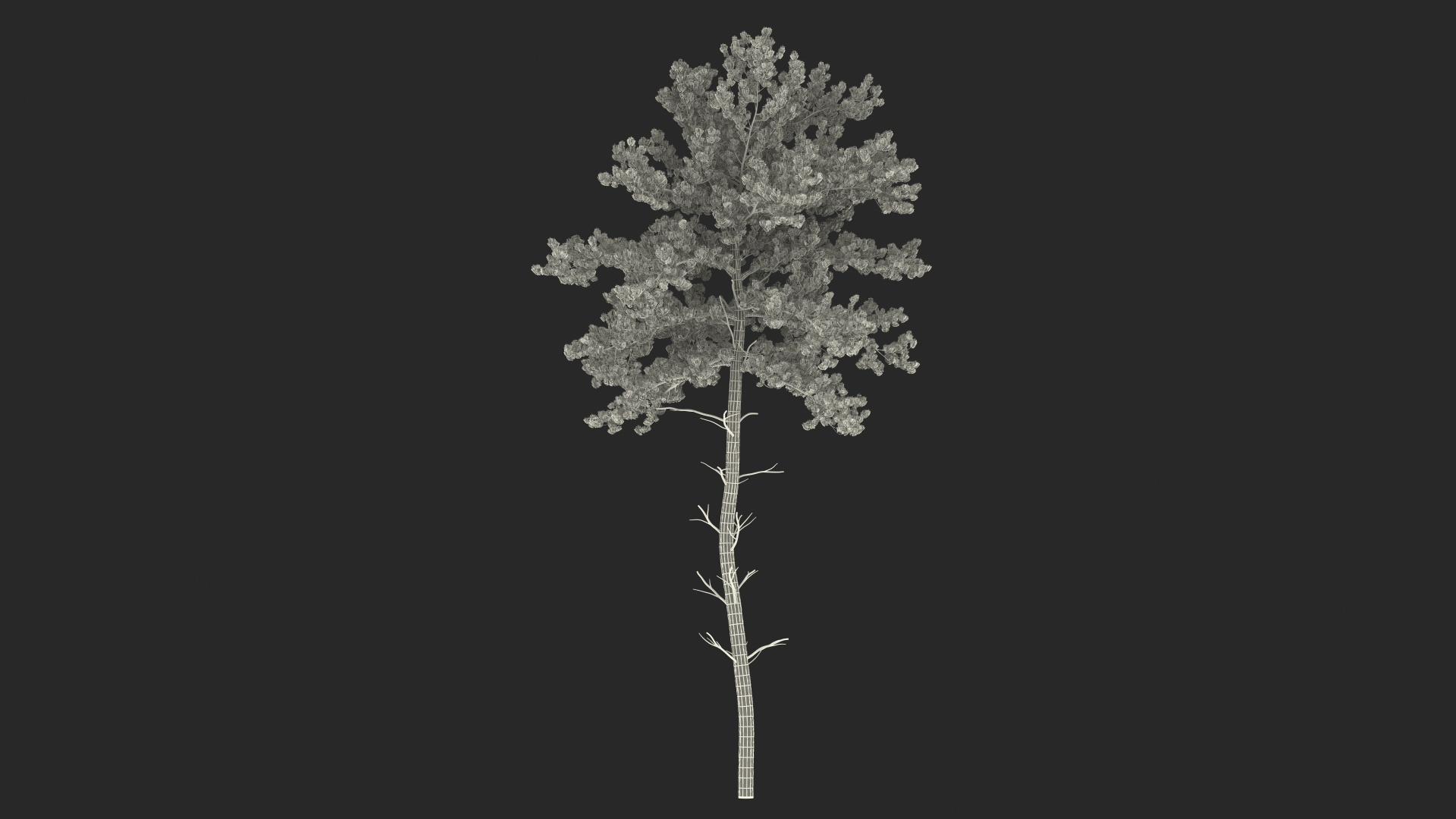 Pine Tree 3D Model - TurboSquid 1980653