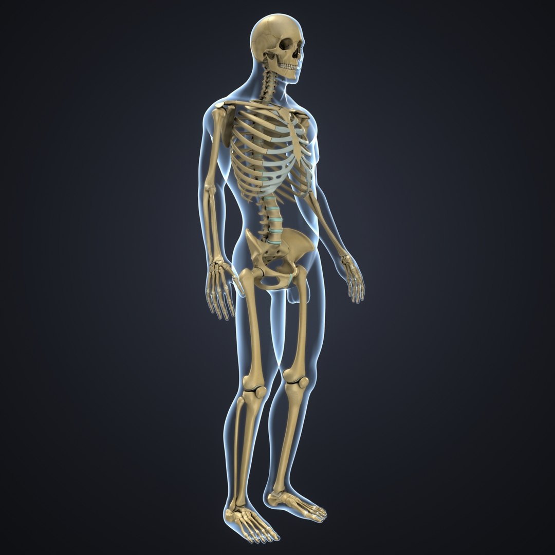 Body Skeleton 3D Model - TurboSquid 1216984