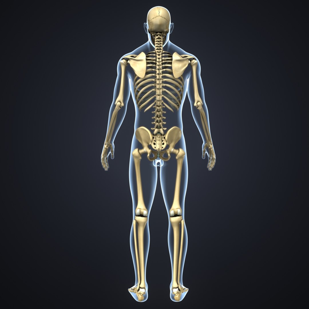 Body Skeleton 3D Model - TurboSquid 1216984