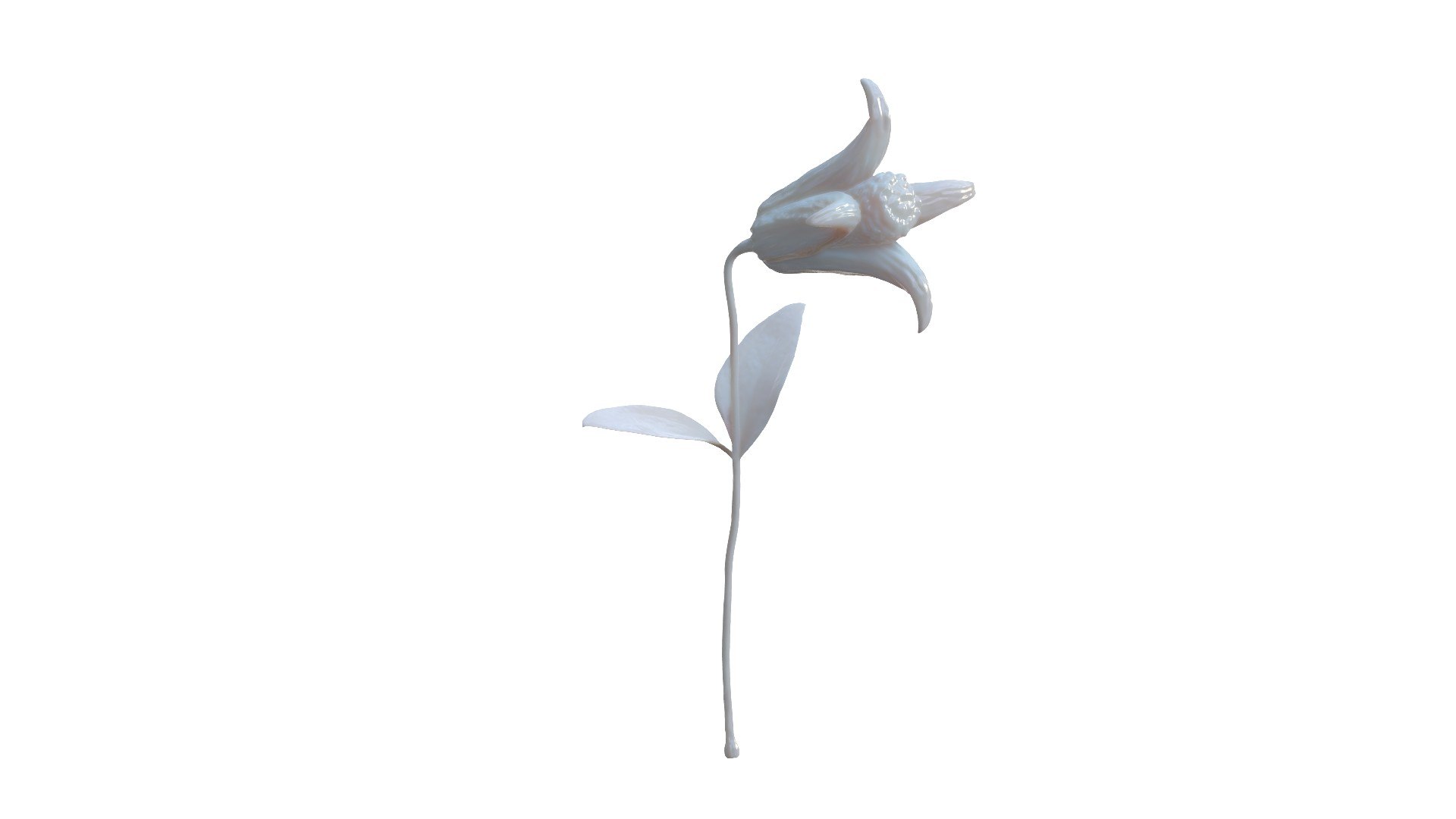 Clementis flower 3D model - TurboSquid 2118375