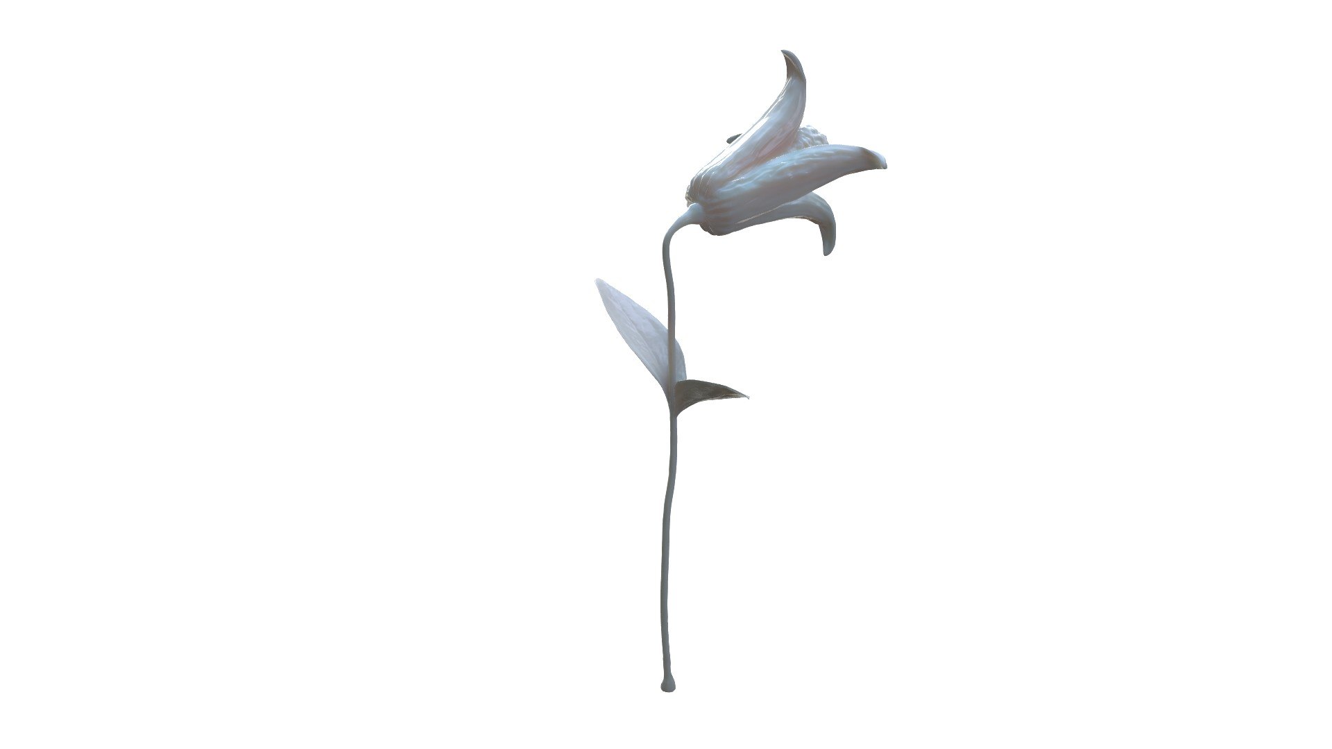 Clementis flower 3D model - TurboSquid 2118375