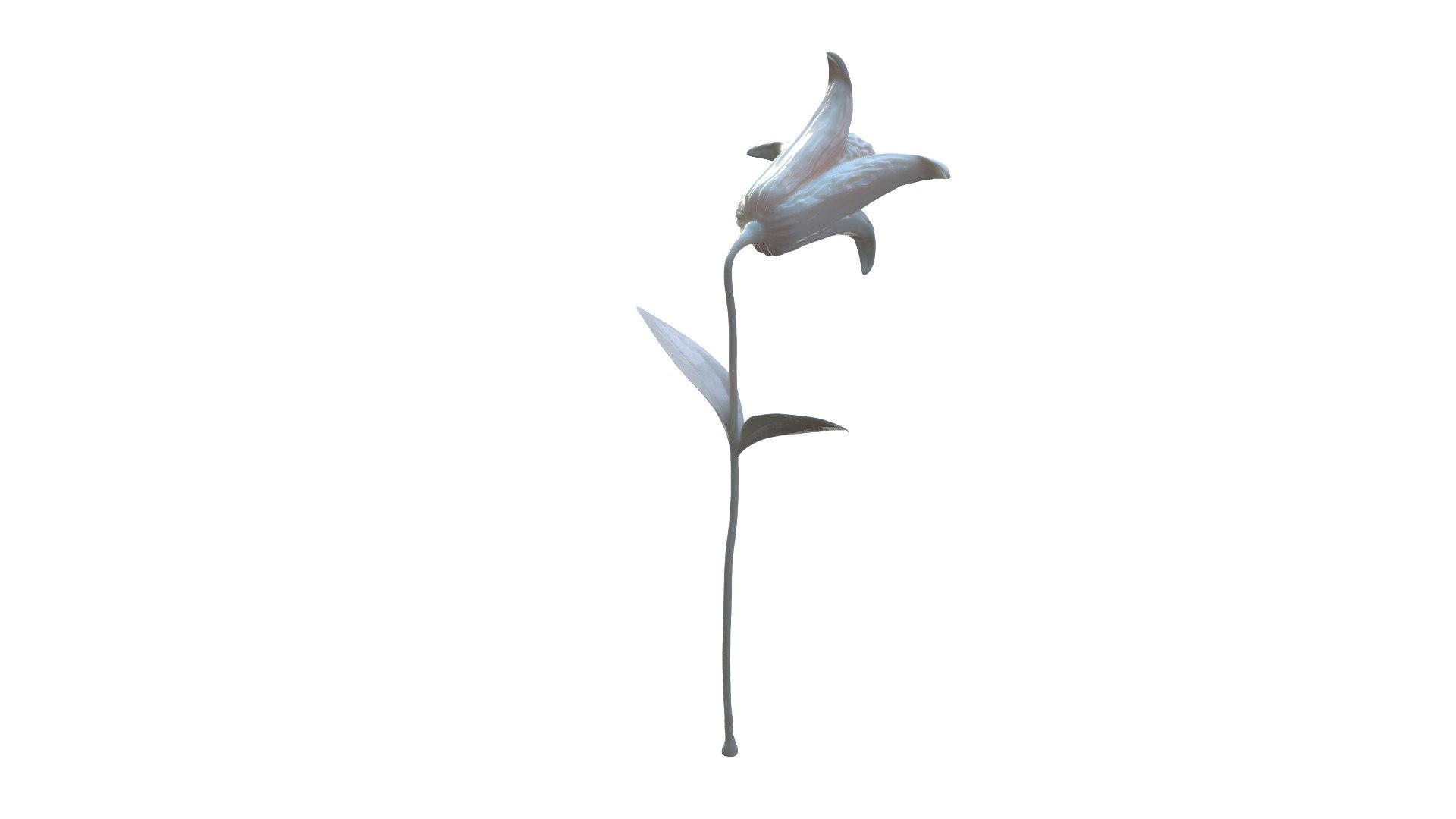 Clementis flower 3D model - TurboSquid 2118375