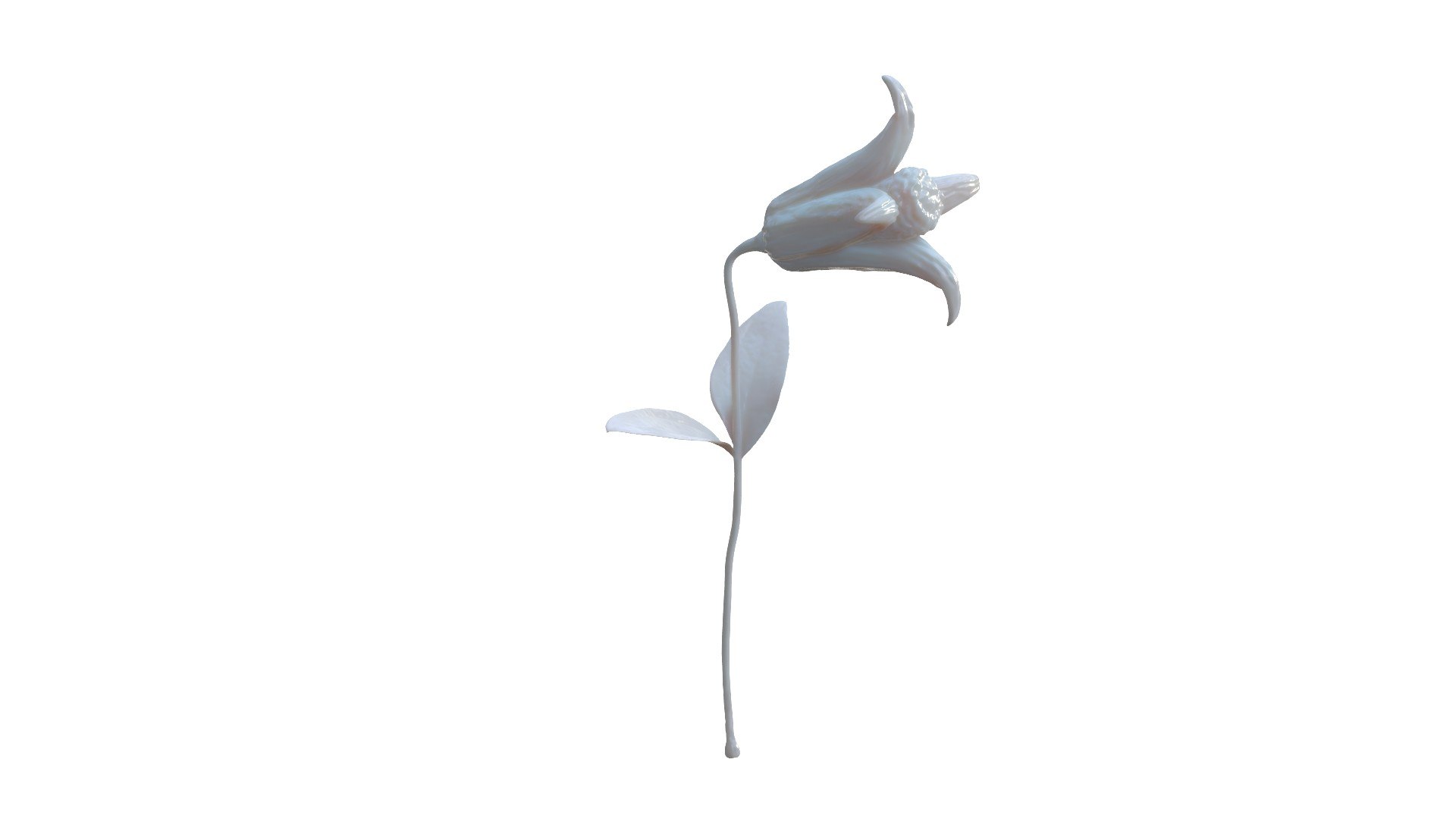 Clementis flower 3D model - TurboSquid 2118375