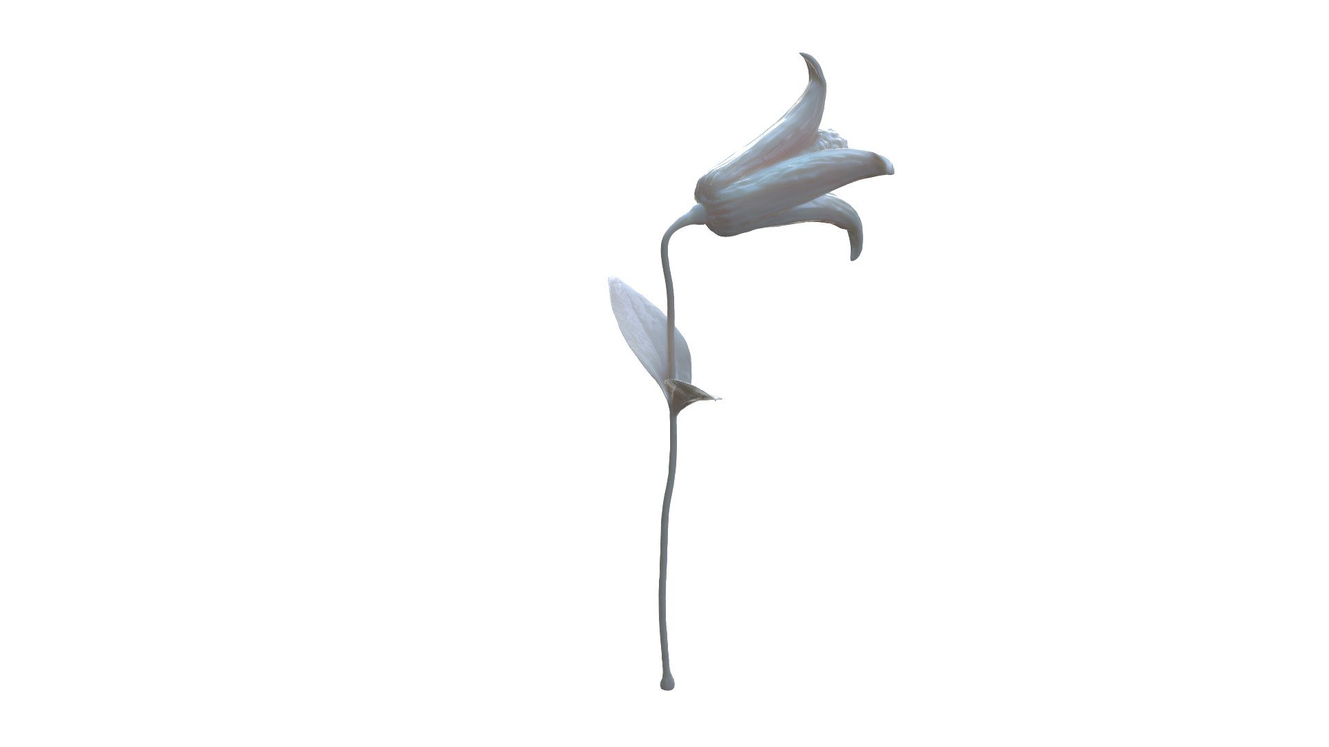 Clementis flower 3D model - TurboSquid 2118375