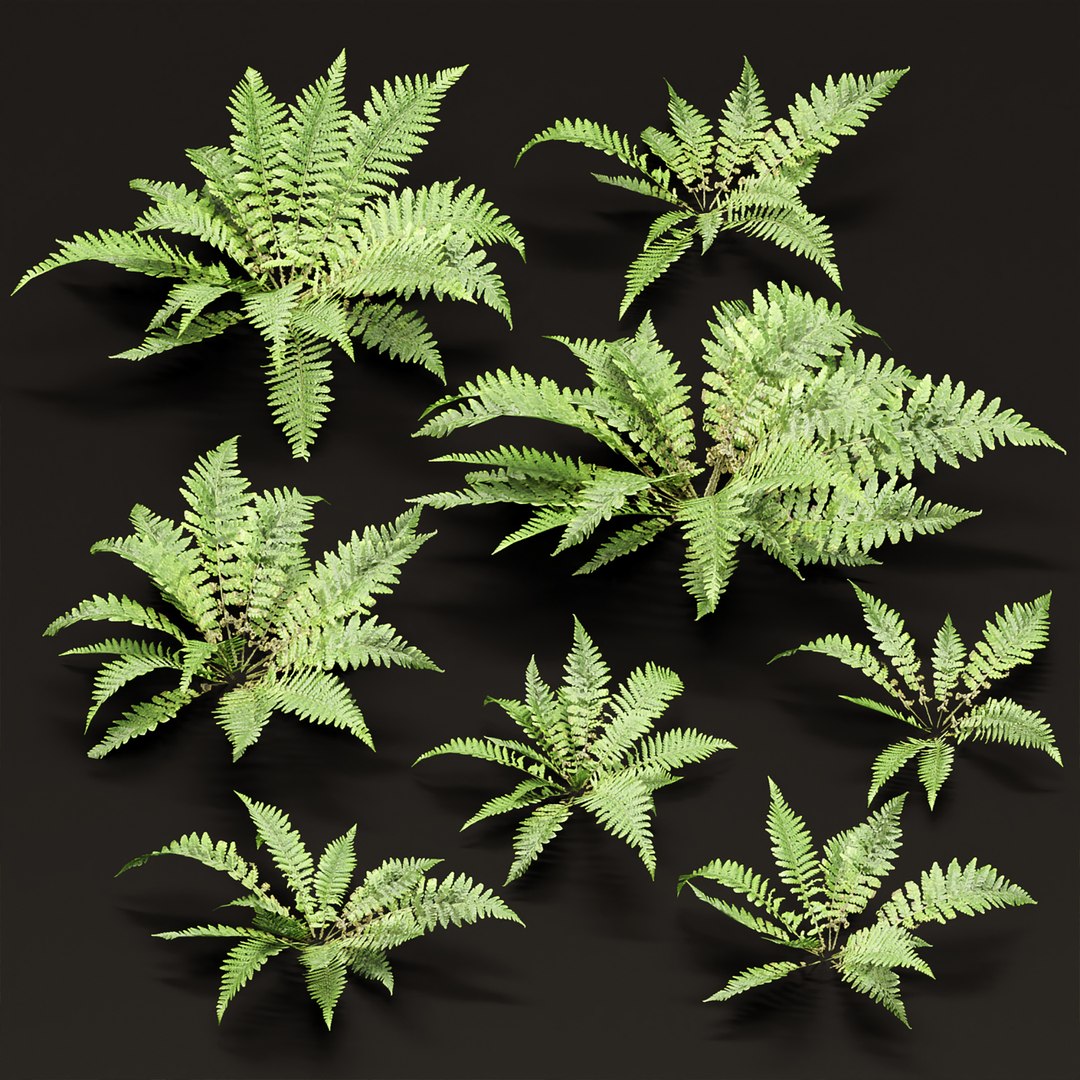 3D Low Poly Fern Plants Collection Vol 217 Model - TurboSquid 2078749