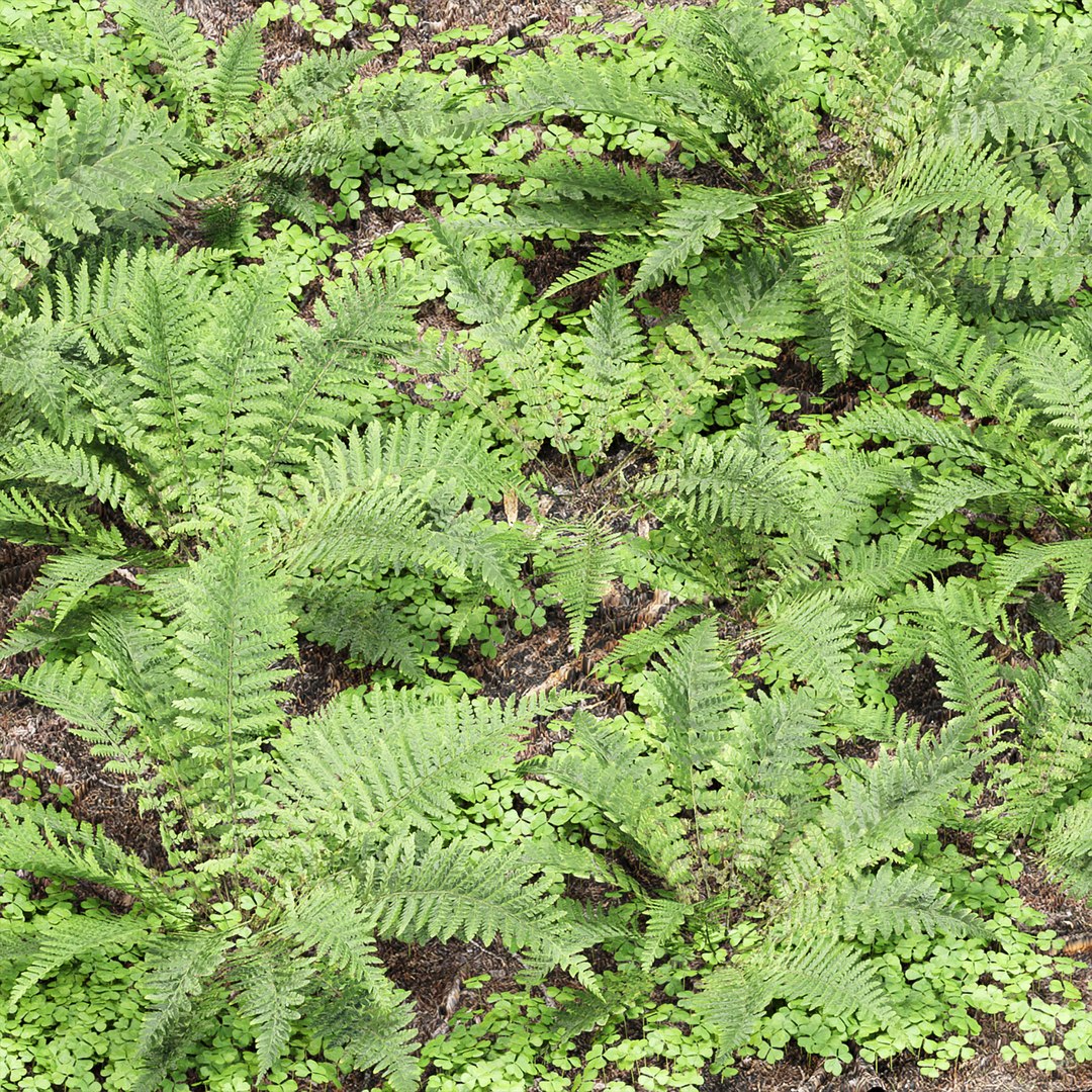 3D Low Poly Fern Plants Collection Vol 217 Model - TurboSquid 2078749