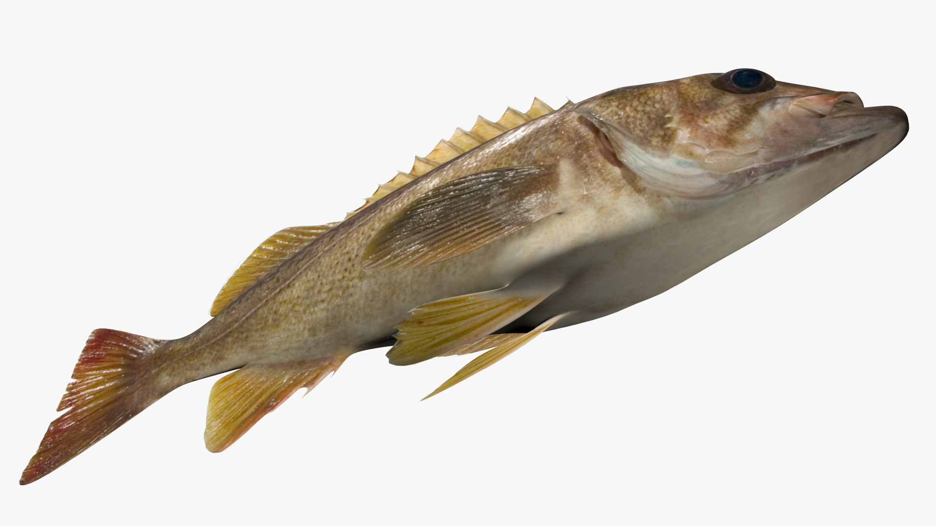 3D Rockfish Yellowtail Fish - TurboSquid 1678971