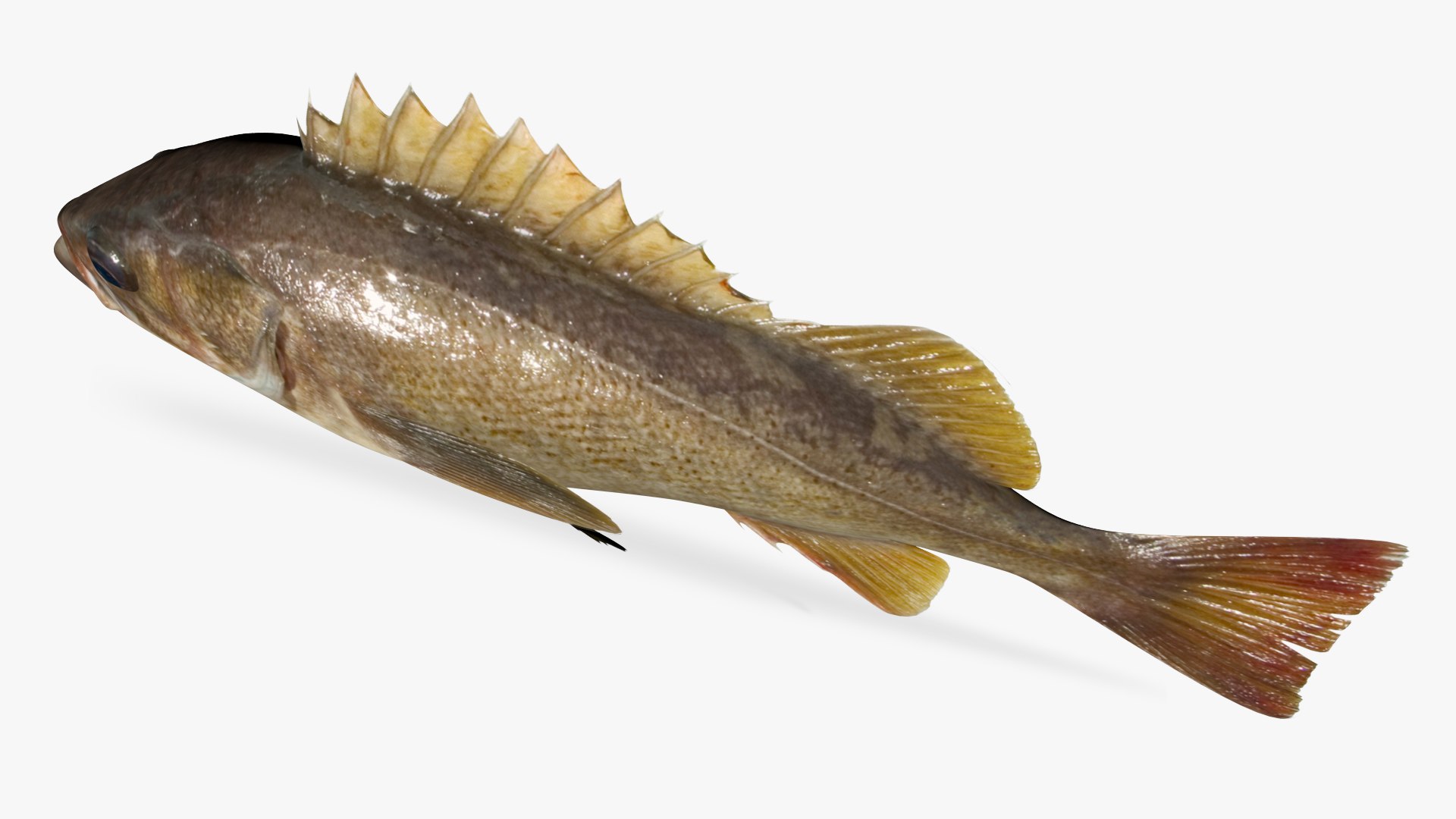 3D Rockfish Yellowtail Fish - TurboSquid 1678971