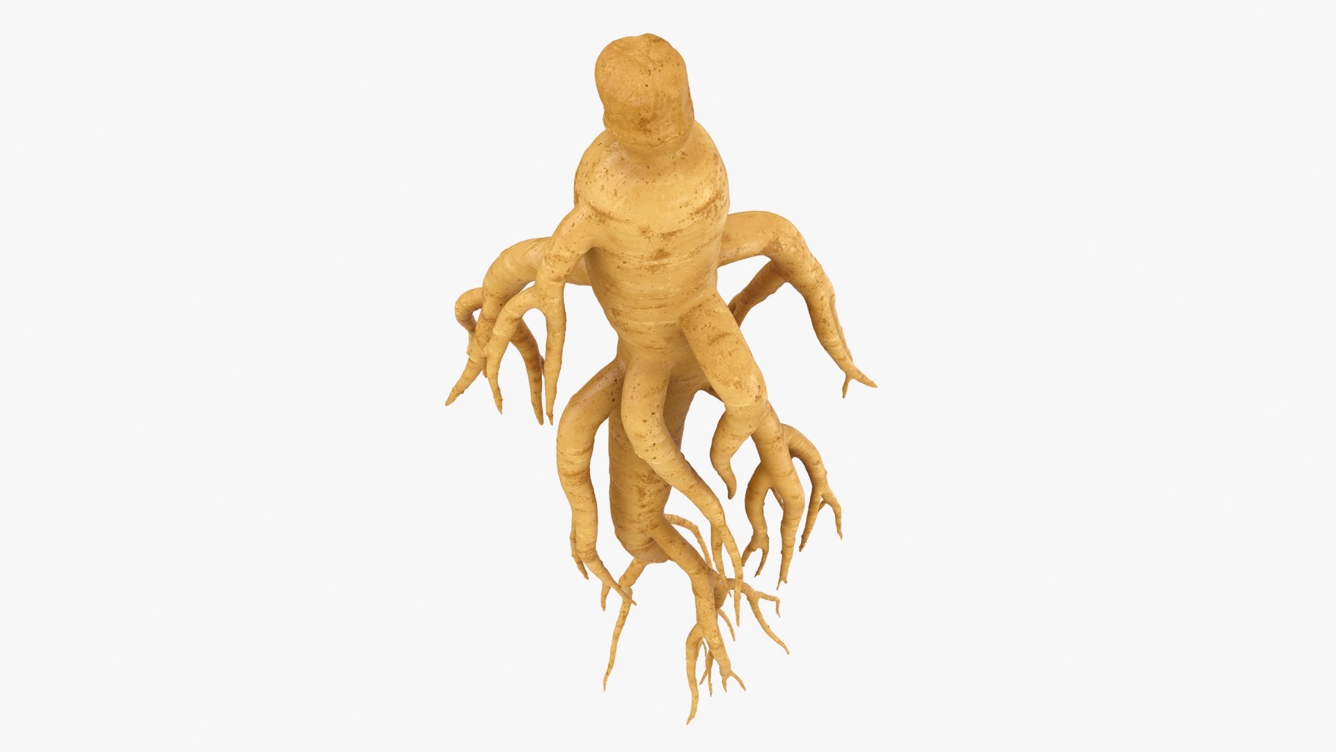 3D Ginseng 01 - TurboSquid 2269063