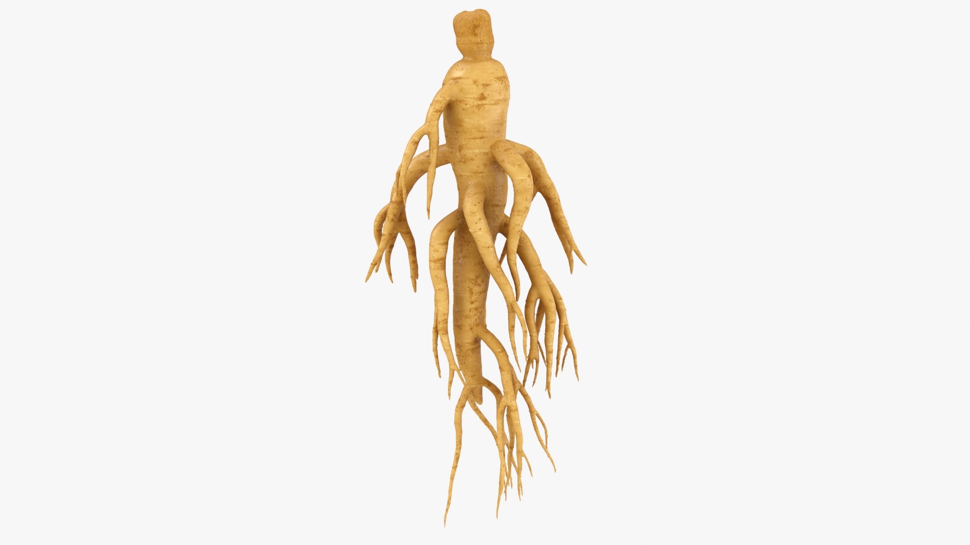 3D Ginseng 01 - TurboSquid 2269063