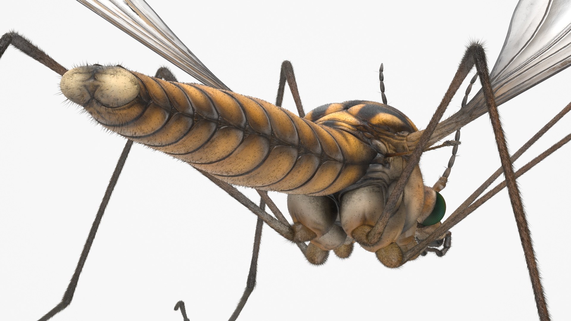 3D Crane Fly Fur Rigged - TurboSquid 2229949