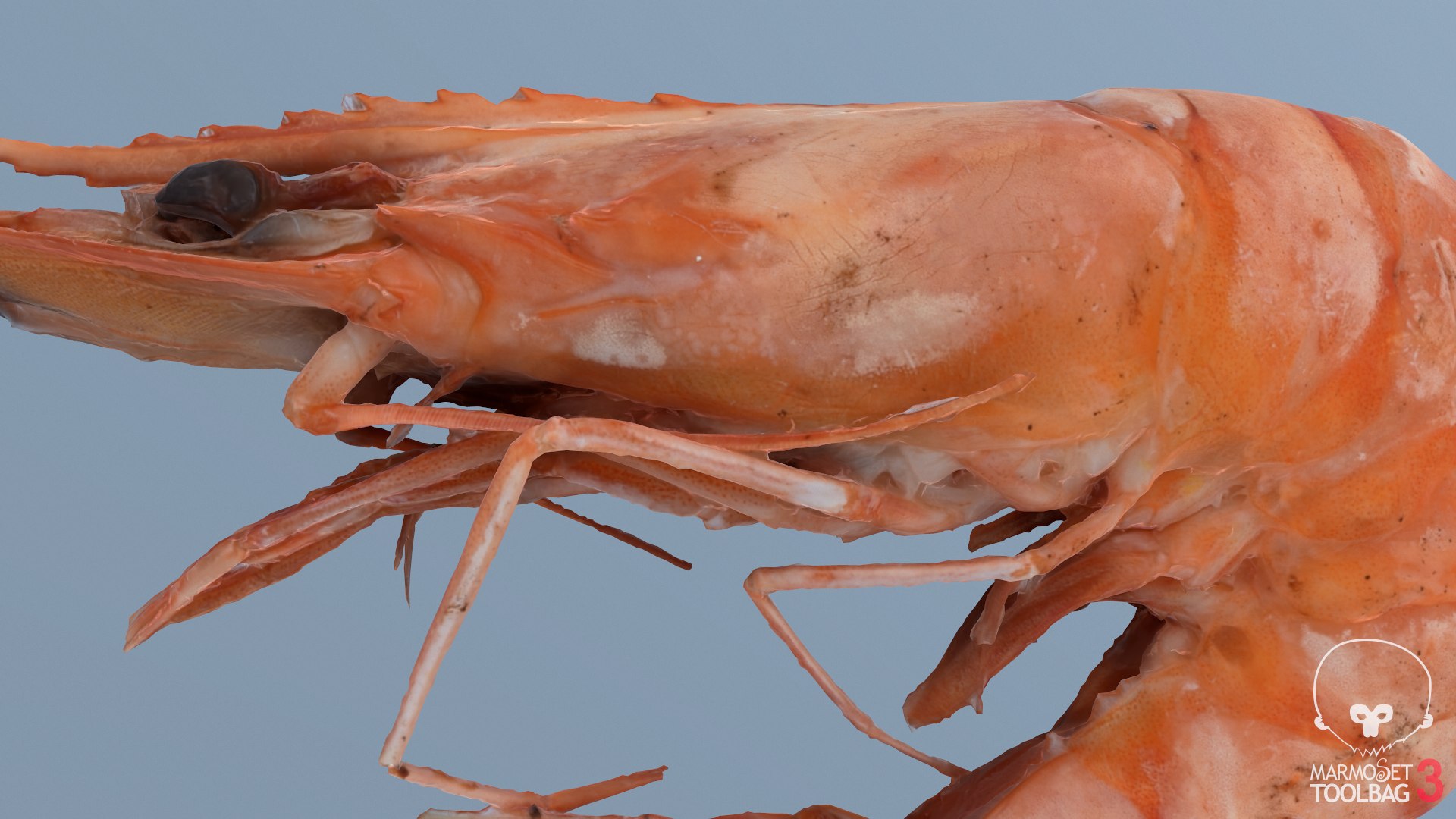 3D Cooked Tiger Prawn Model - TurboSquid 1571984