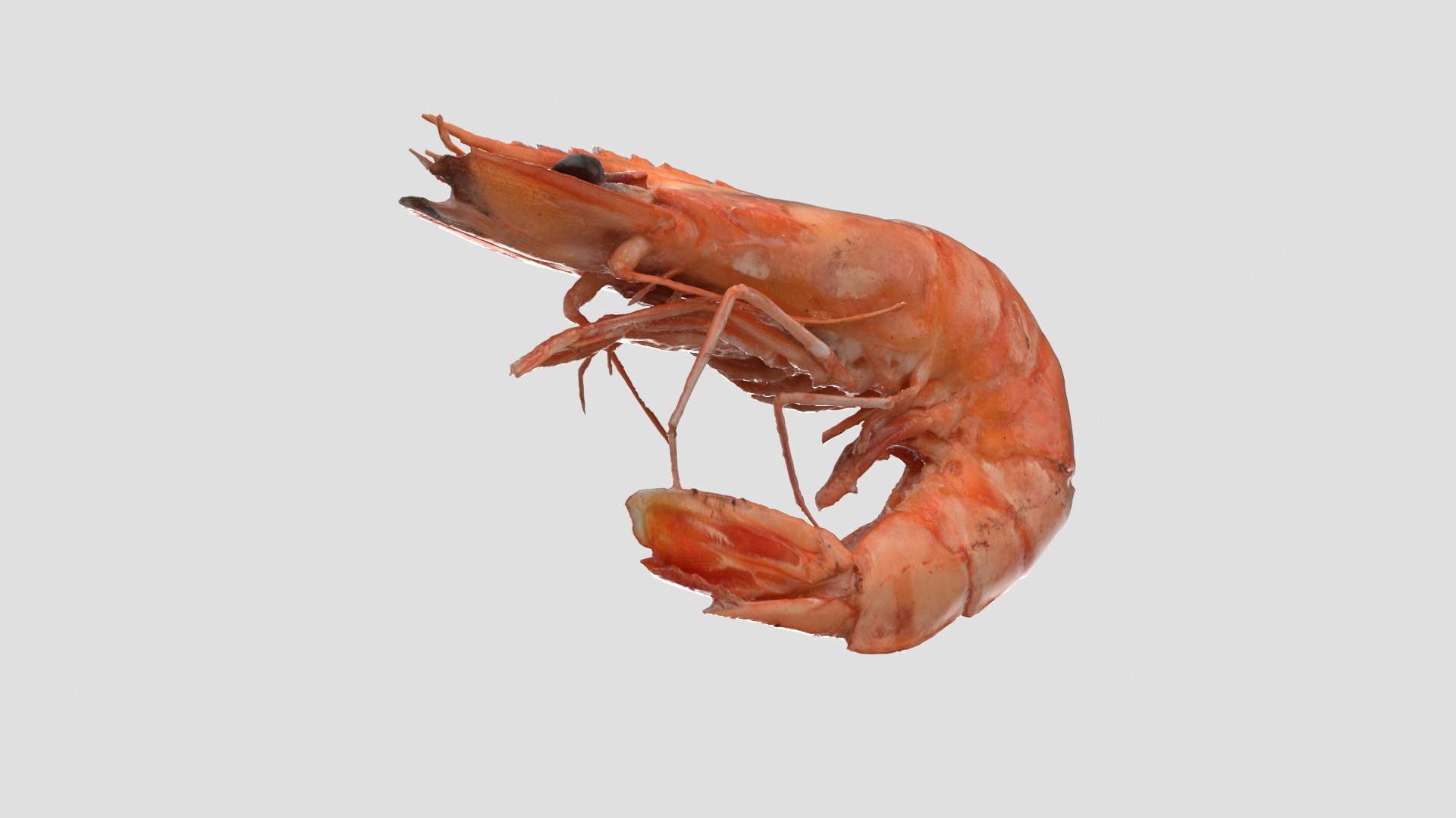 3D Cooked Tiger Prawn Model - TurboSquid 1571984
