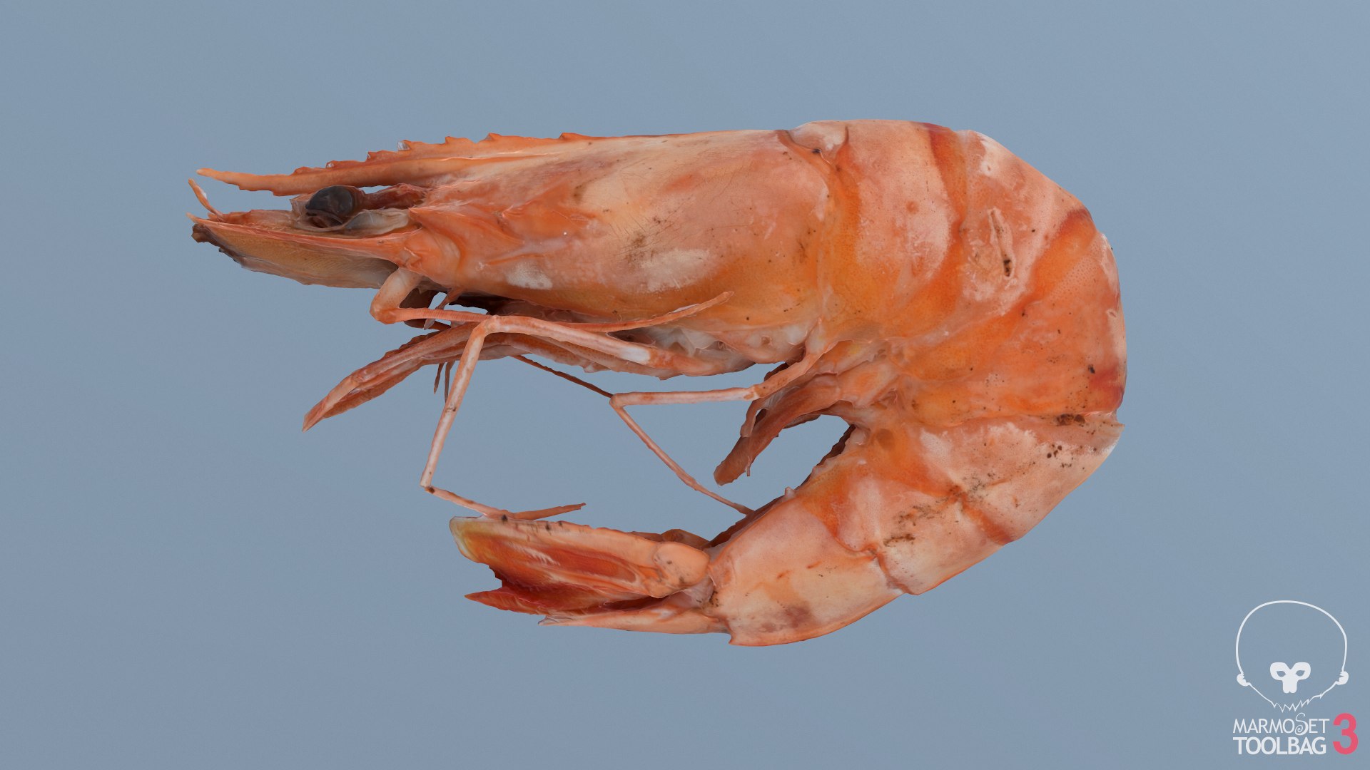 3D Cooked Tiger Prawn Model - TurboSquid 1571984