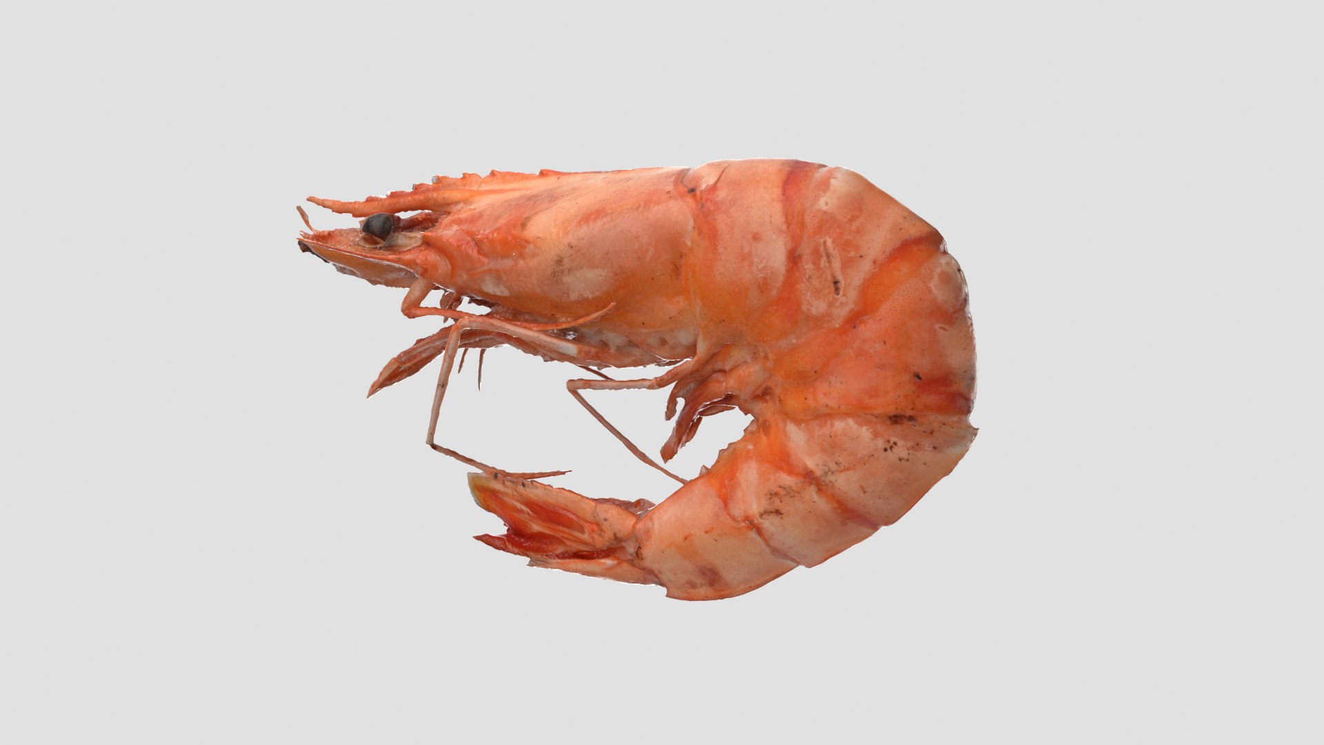 3D Cooked Tiger Prawn Model - TurboSquid 1571984