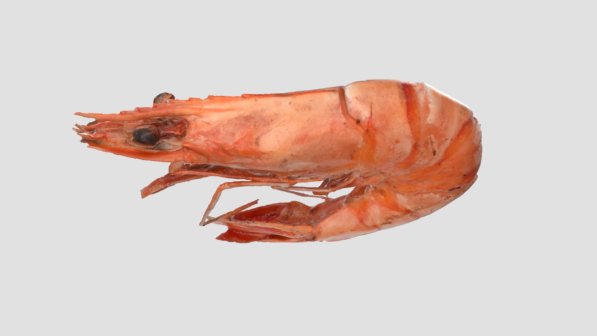 3D Cooked Tiger Prawn Model - TurboSquid 1571984