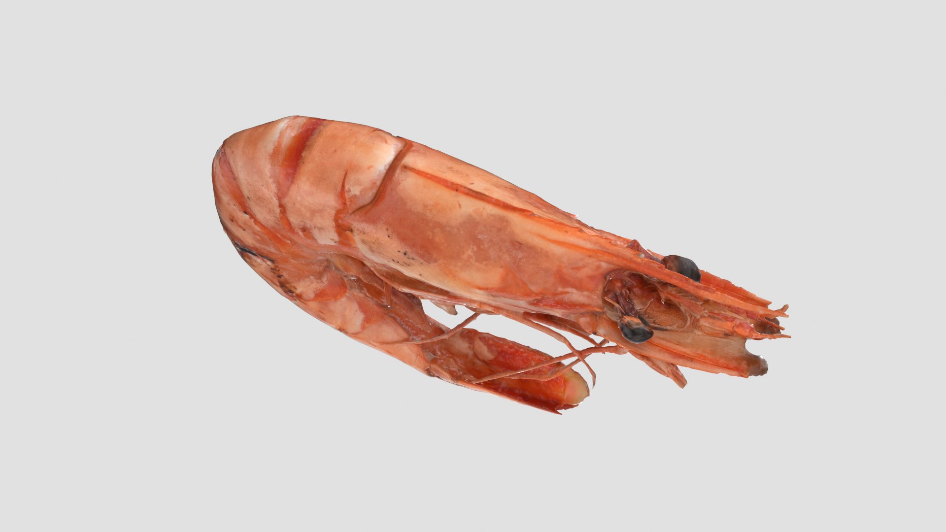 3D Cooked Tiger Prawn Model - TurboSquid 1571984