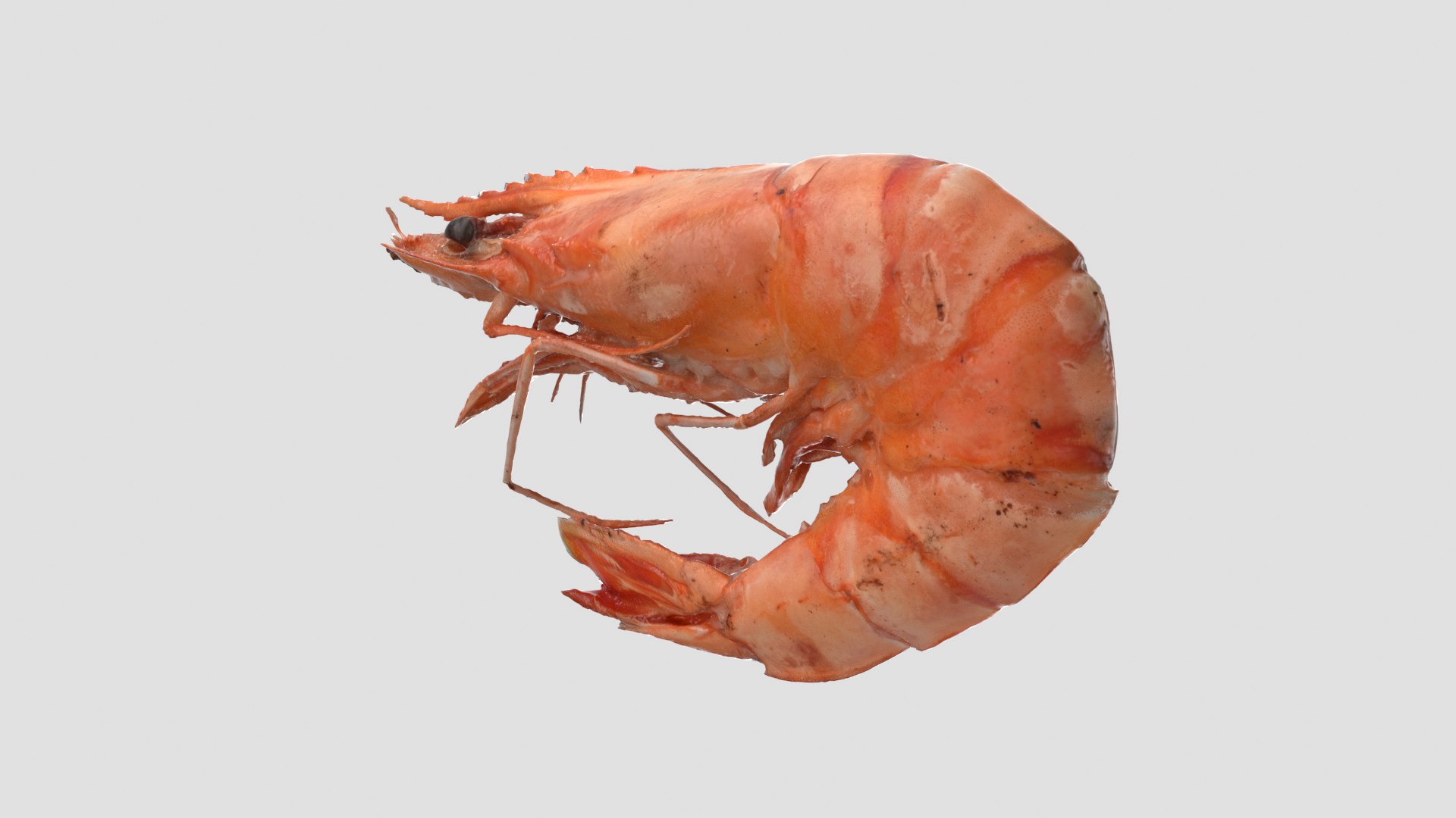 3D Cooked Tiger Prawn Model - TurboSquid 1571984