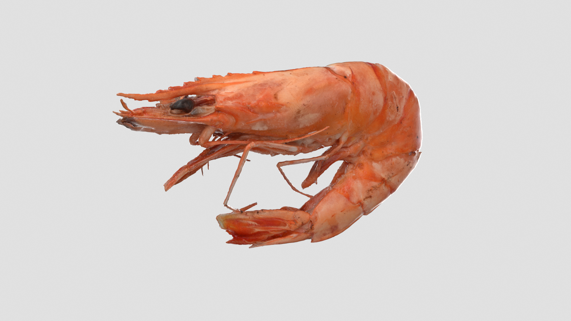 3D Cooked Tiger Prawn Model - TurboSquid 1571984