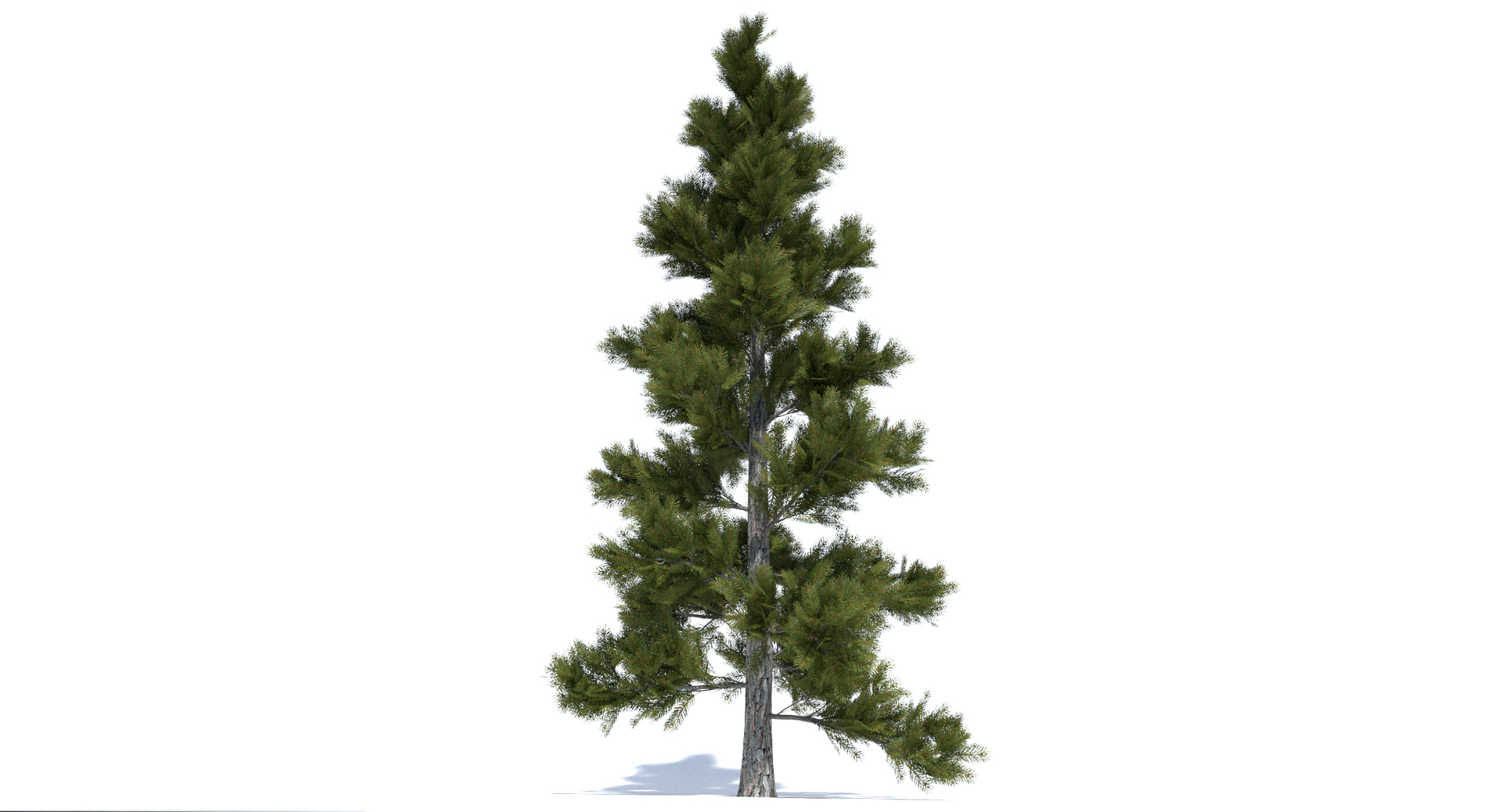 3d max pine tree