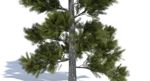 3d max pine tree