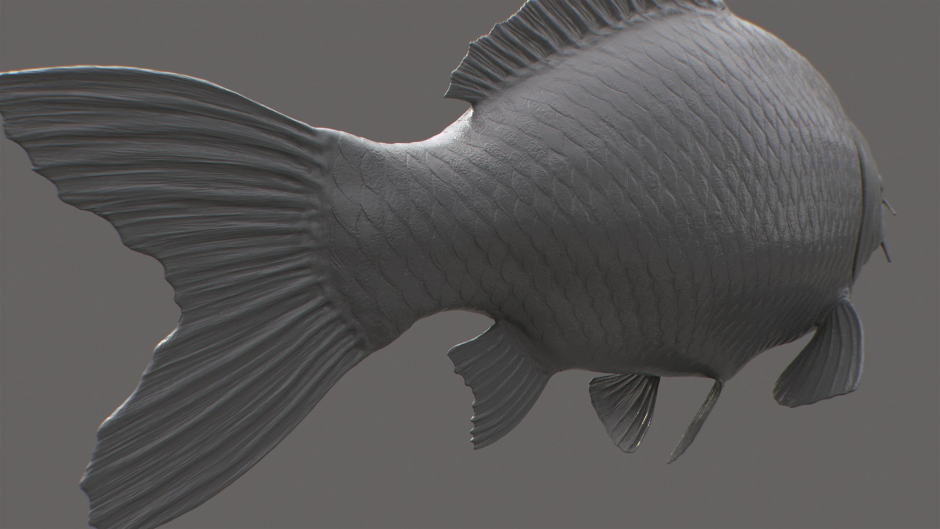 Carp Fish Fins 3D Model - TurboSquid 1445484