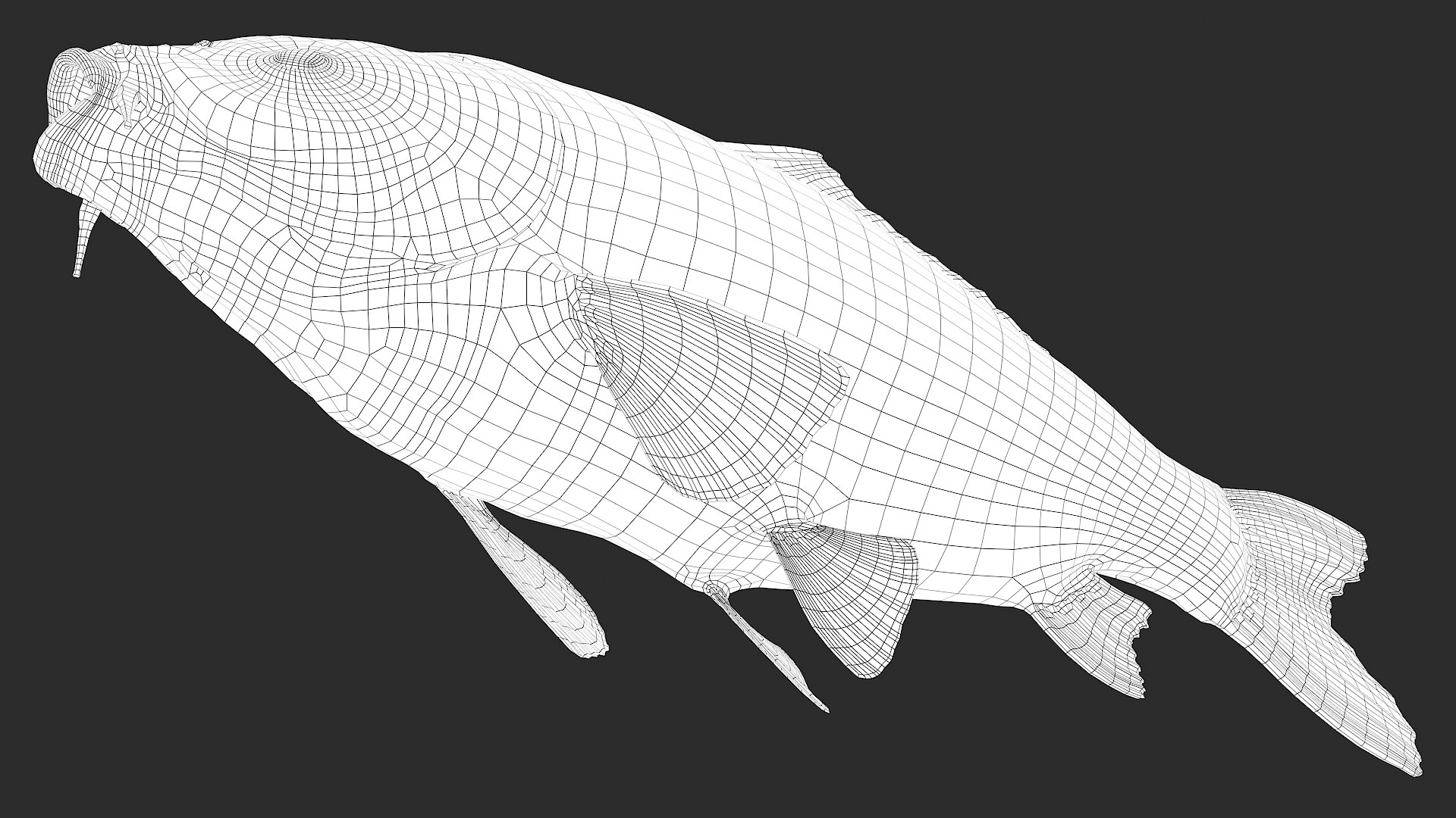 Carp fish fins 3D model - TurboSquid 1445484