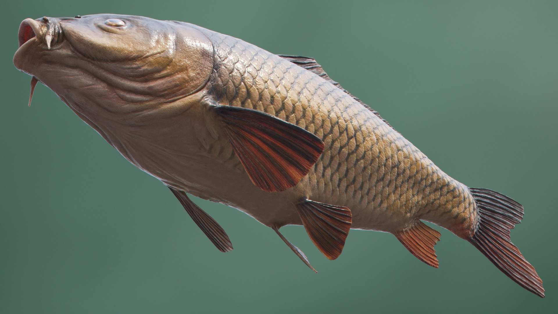 Carp Fish Fins 3D Model - TurboSquid 1445484