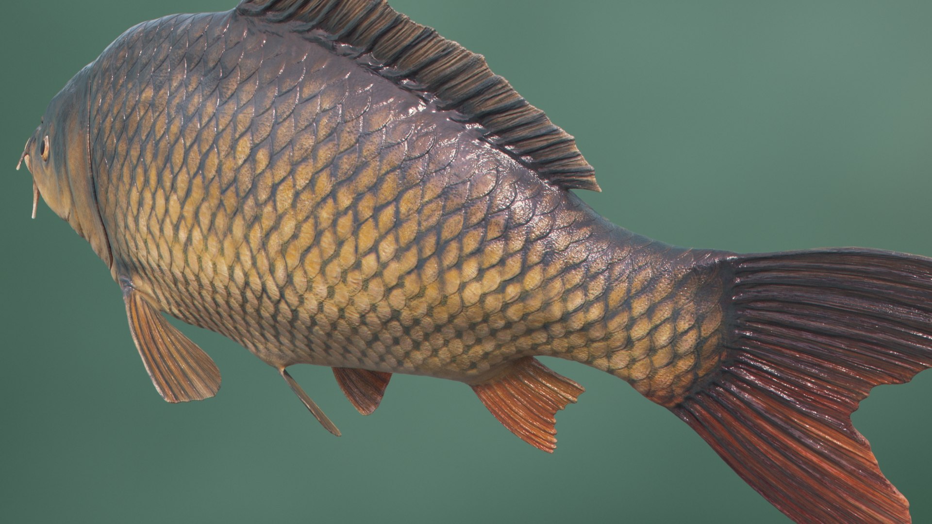 Carp Fish Fins 3D Model - TurboSquid 1445484