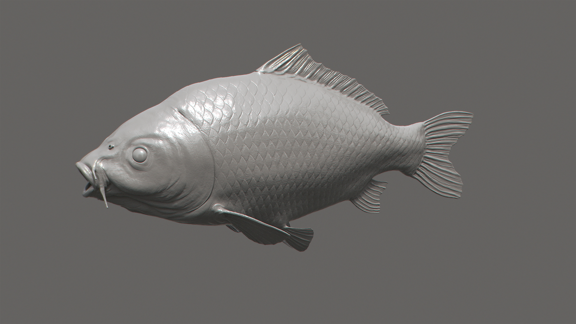 Carp Fish Fins 3D Model - TurboSquid 1445484