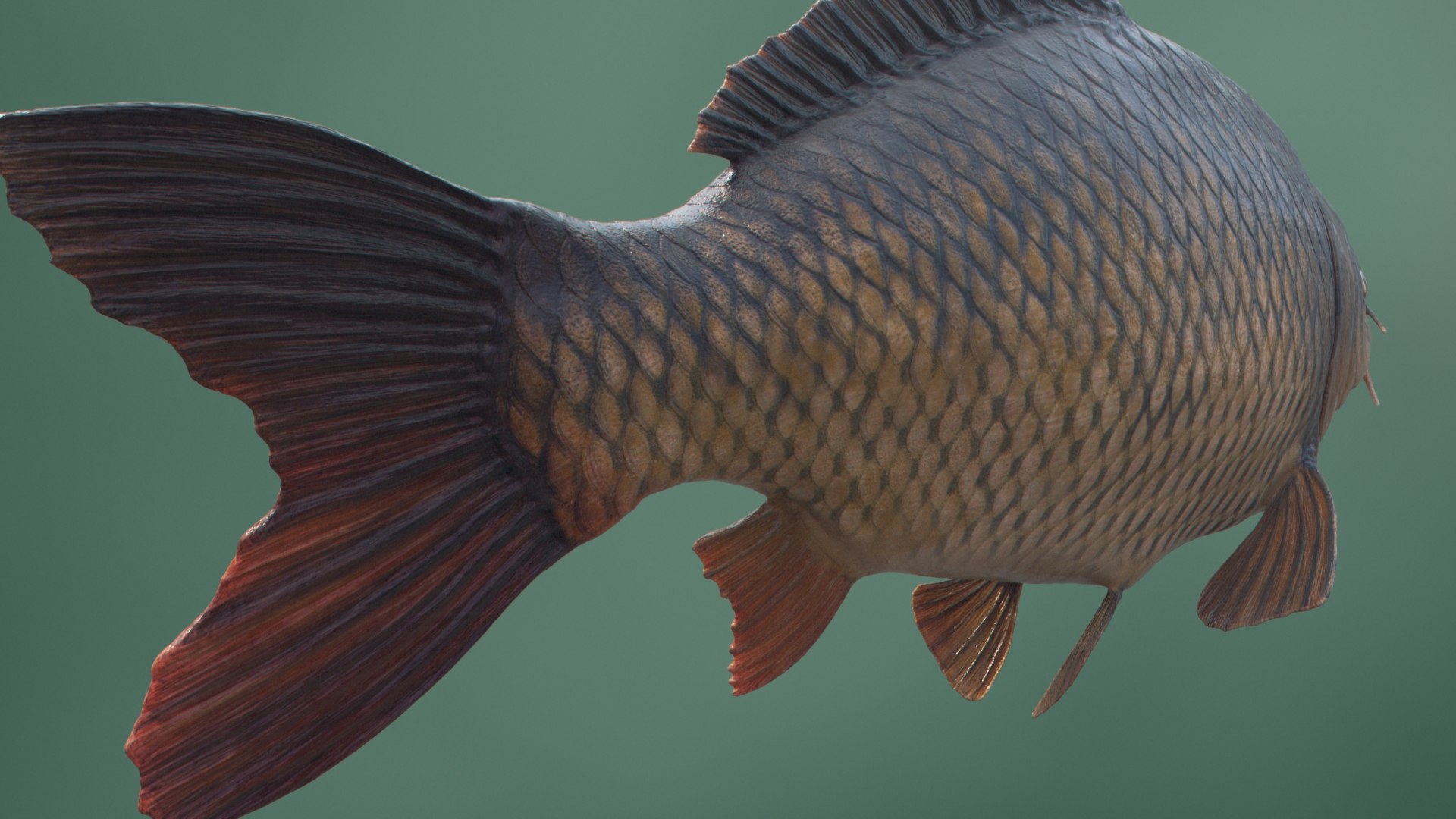 Carp Fish Fins 3D Model - TurboSquid 1445484