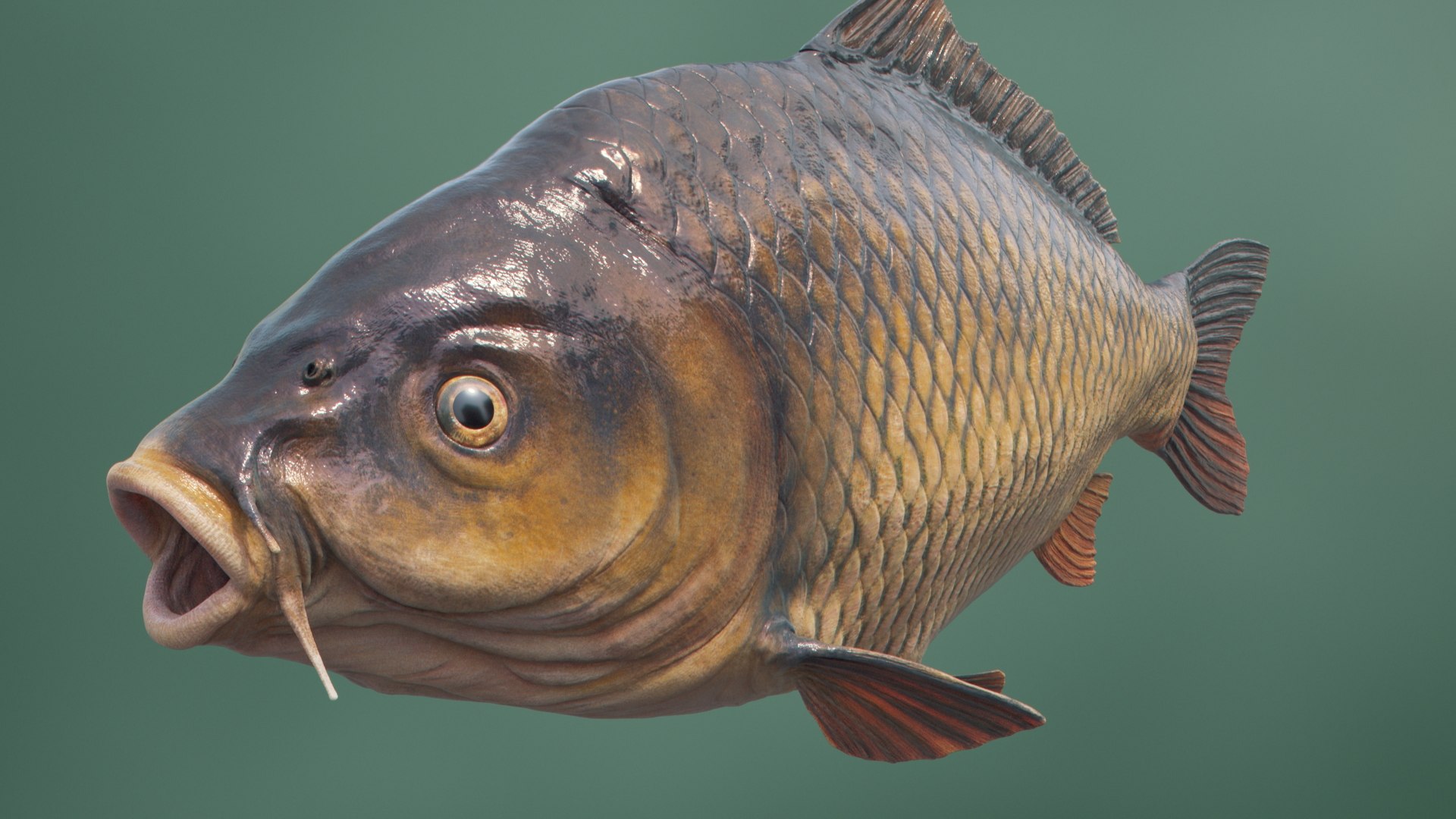 Carp Fish Fins 3D Model - TurboSquid 1445484