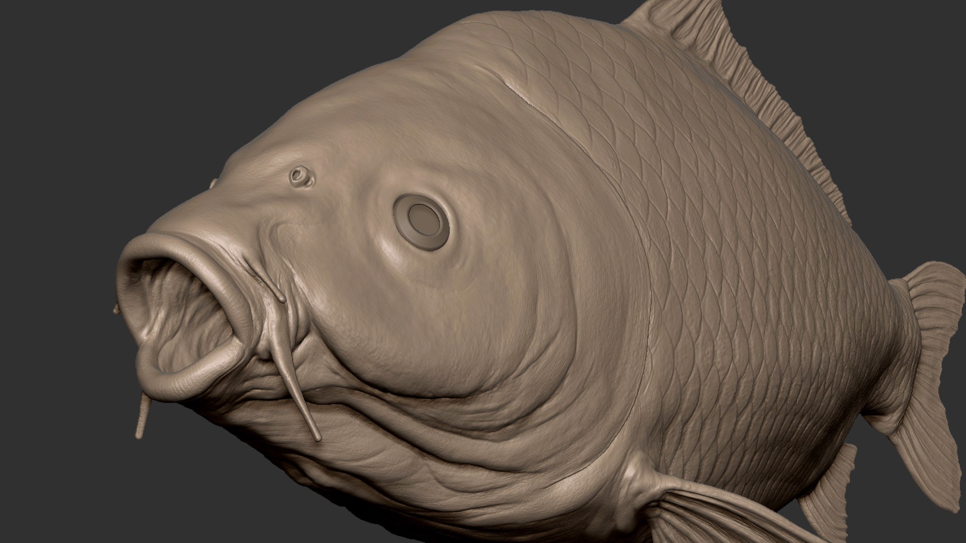 Carp fish fins 3D model - TurboSquid 1445484