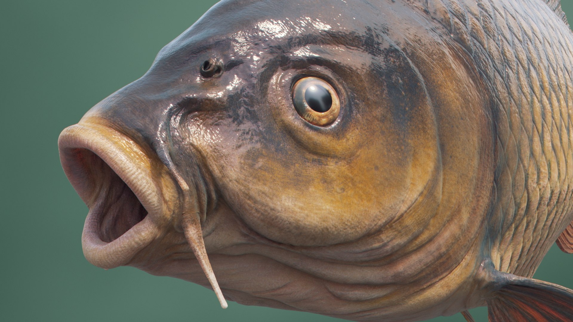 Carp Fish Fins 3D Model - TurboSquid 1445484