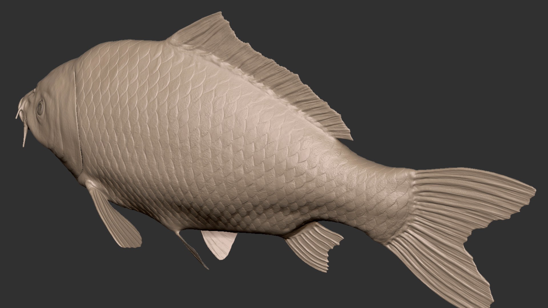 Carp fish fins 3D model - TurboSquid 1445484