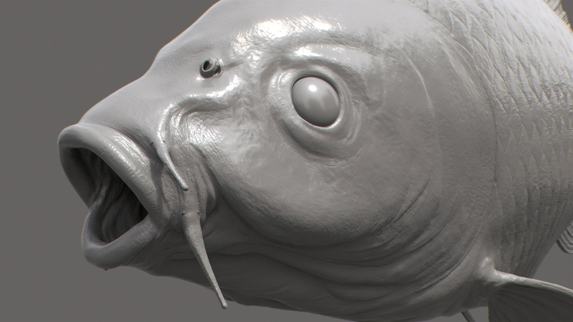 Carp Fish Fins 3D Model - TurboSquid 1445484