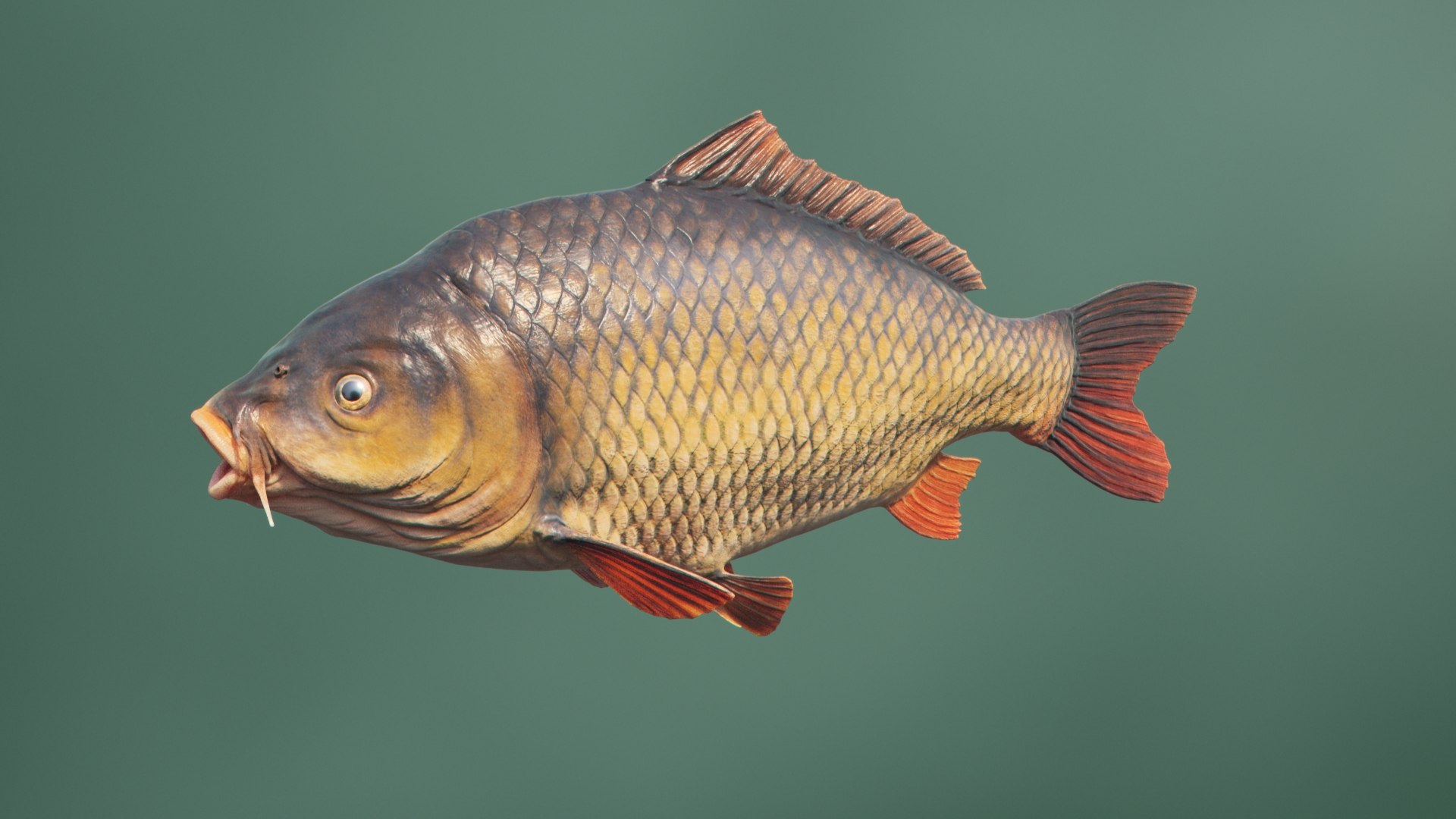 Carp fish fins 3D model - TurboSquid 1445484