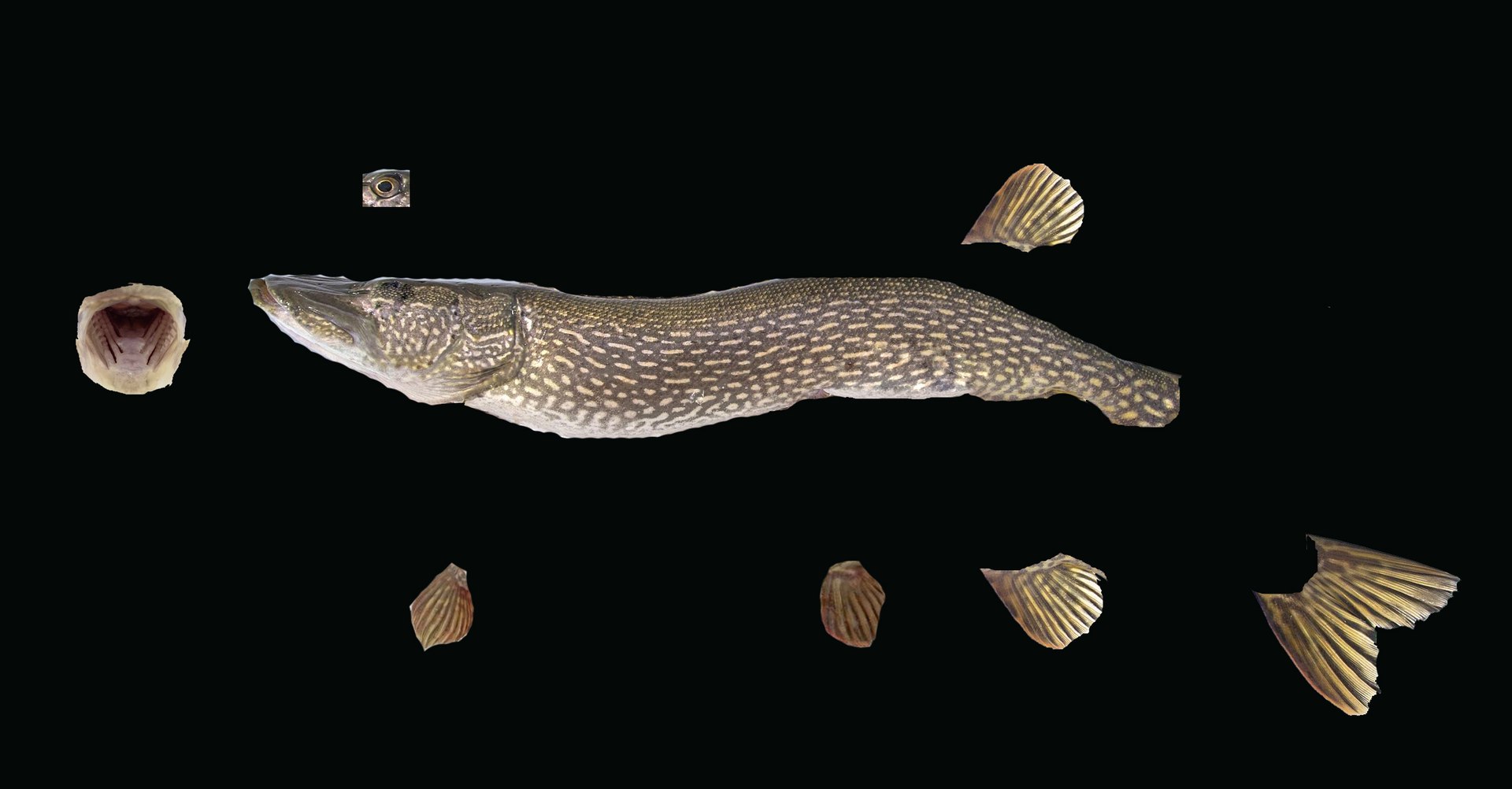Northern Pike 3D - TurboSquid 1515867