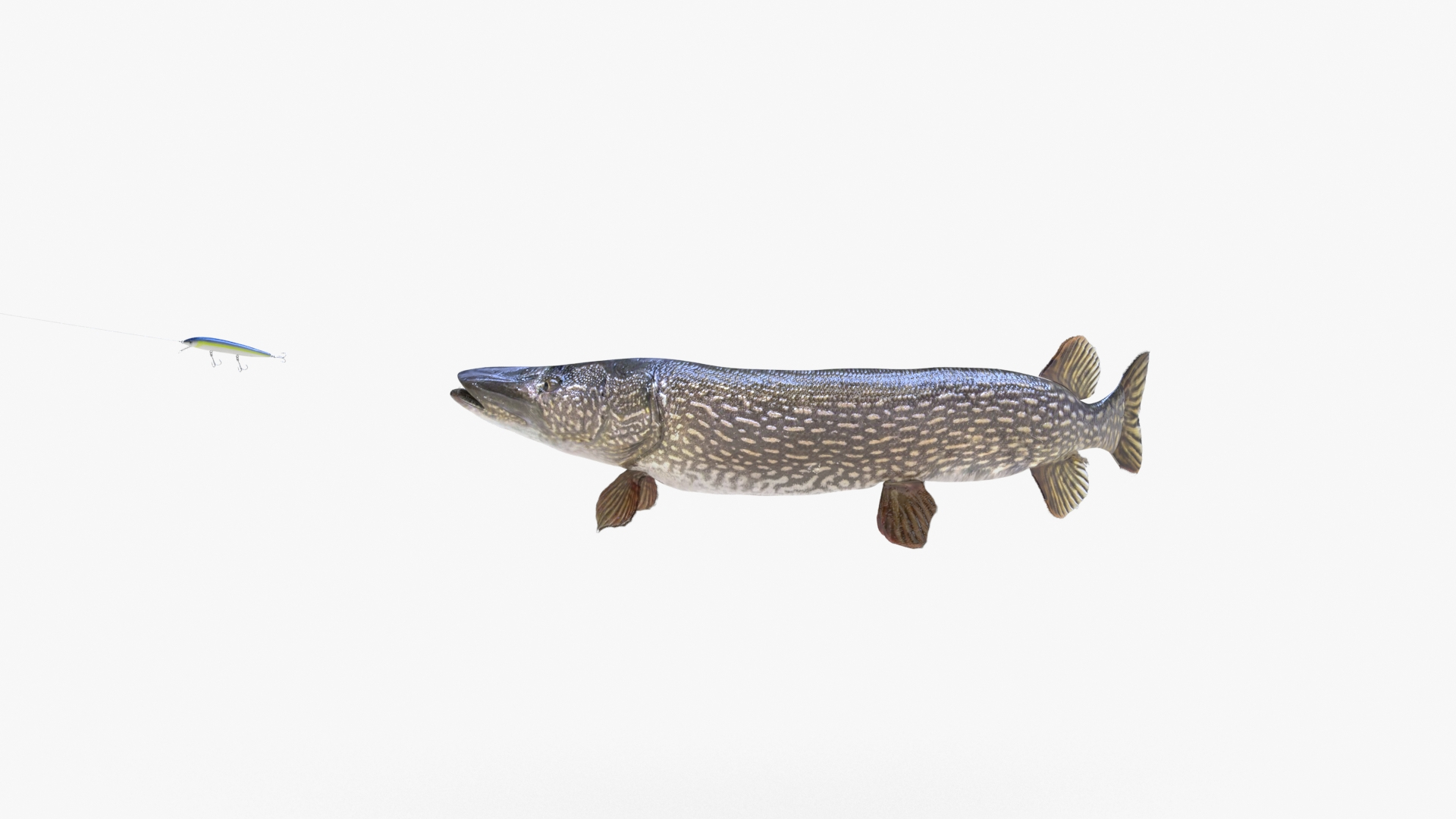Northern Pike 3D - TurboSquid 1515867
