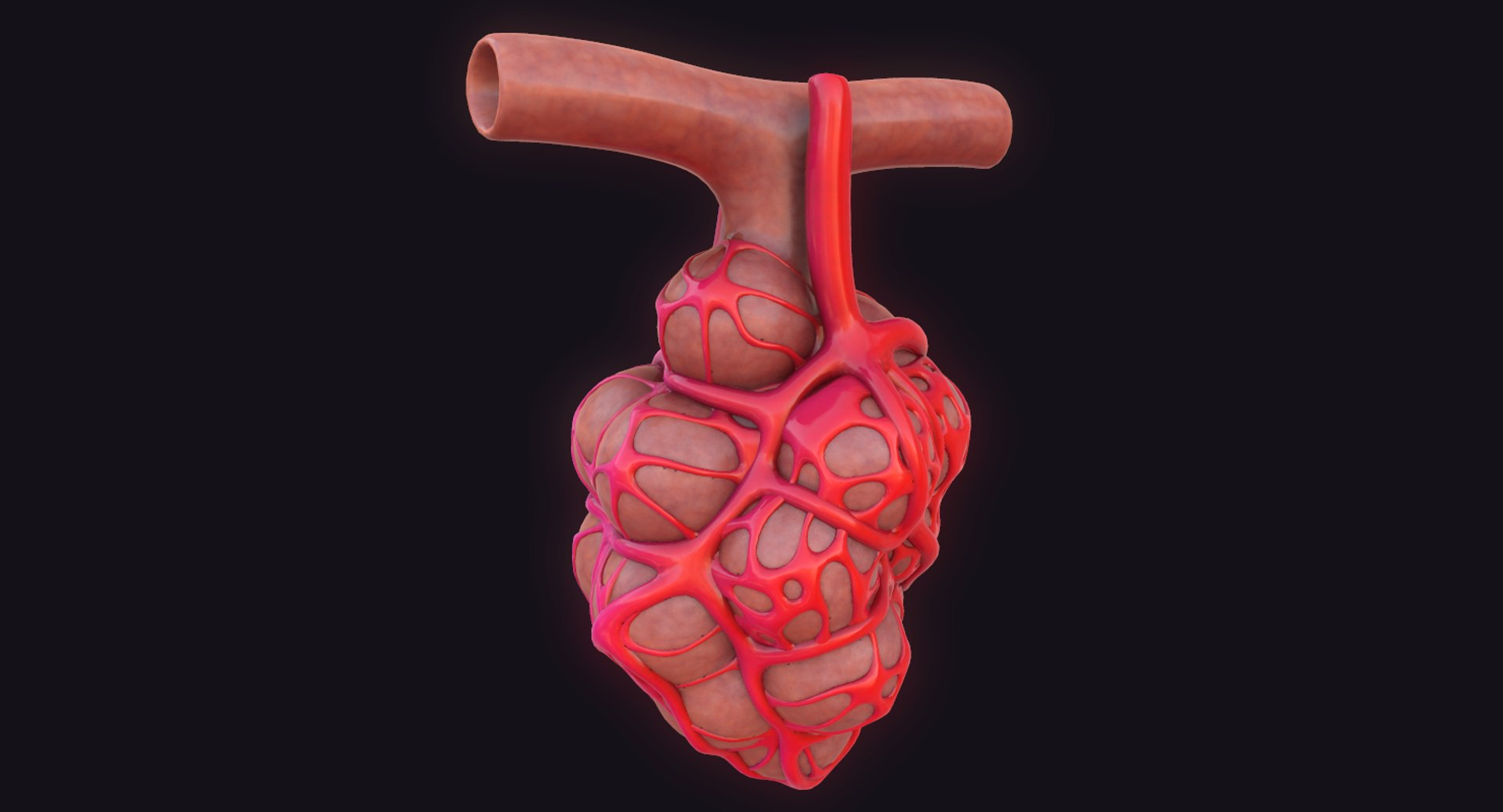 3D Model Lung Pulmonary Alveoli - TurboSquid 1424604