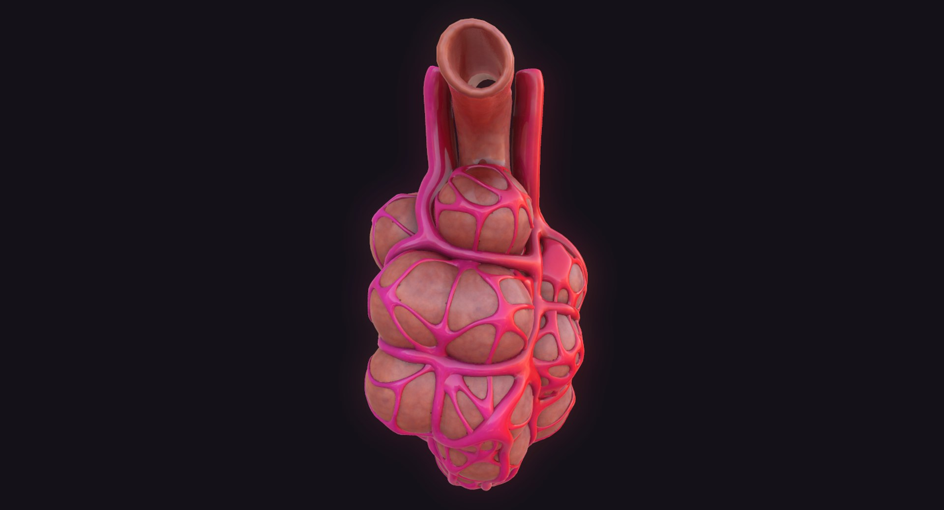 3D Model Lung Pulmonary Alveoli - TurboSquid 1424604