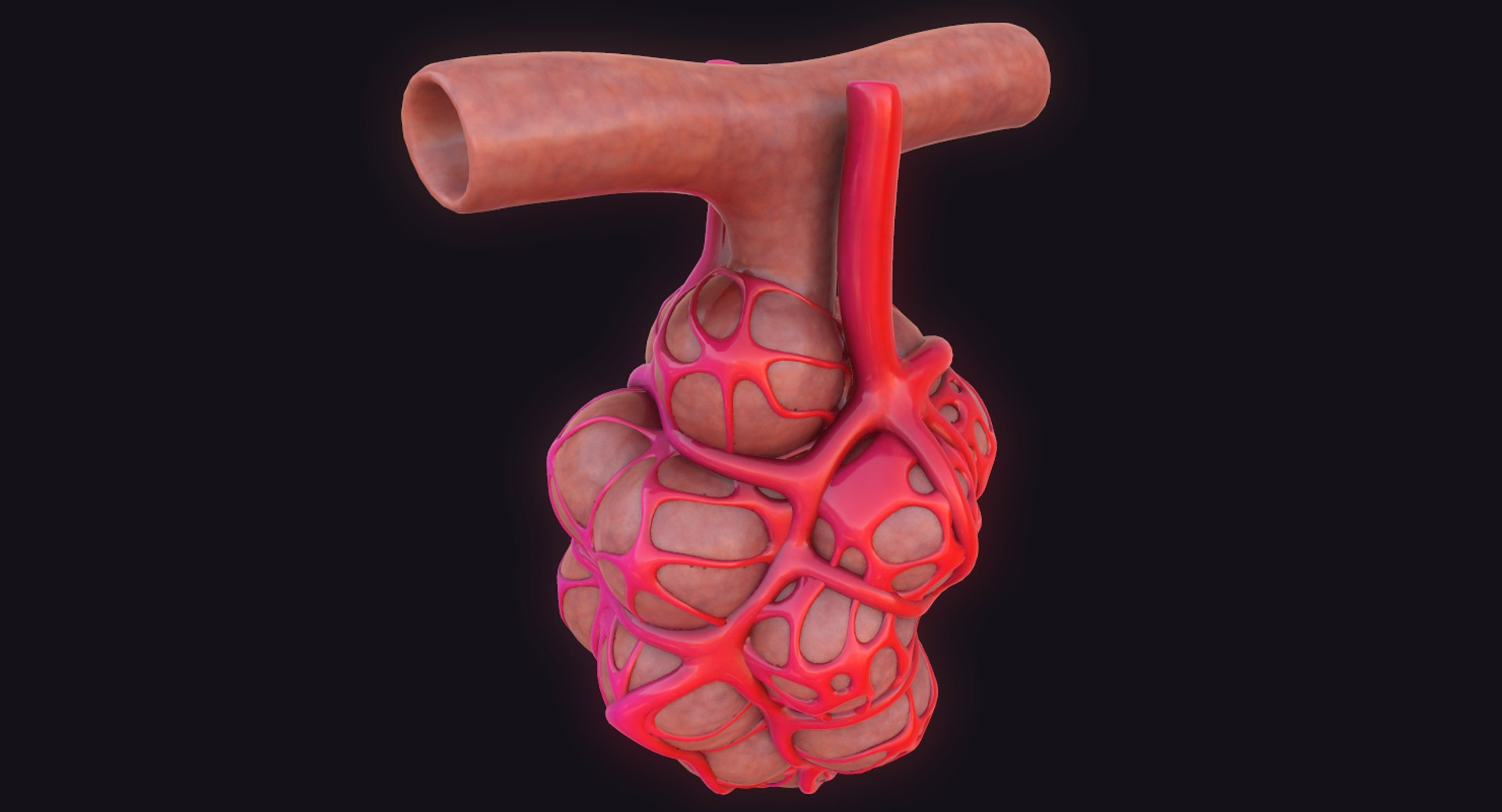 3D Model Lung Pulmonary Alveoli - TurboSquid 1424604