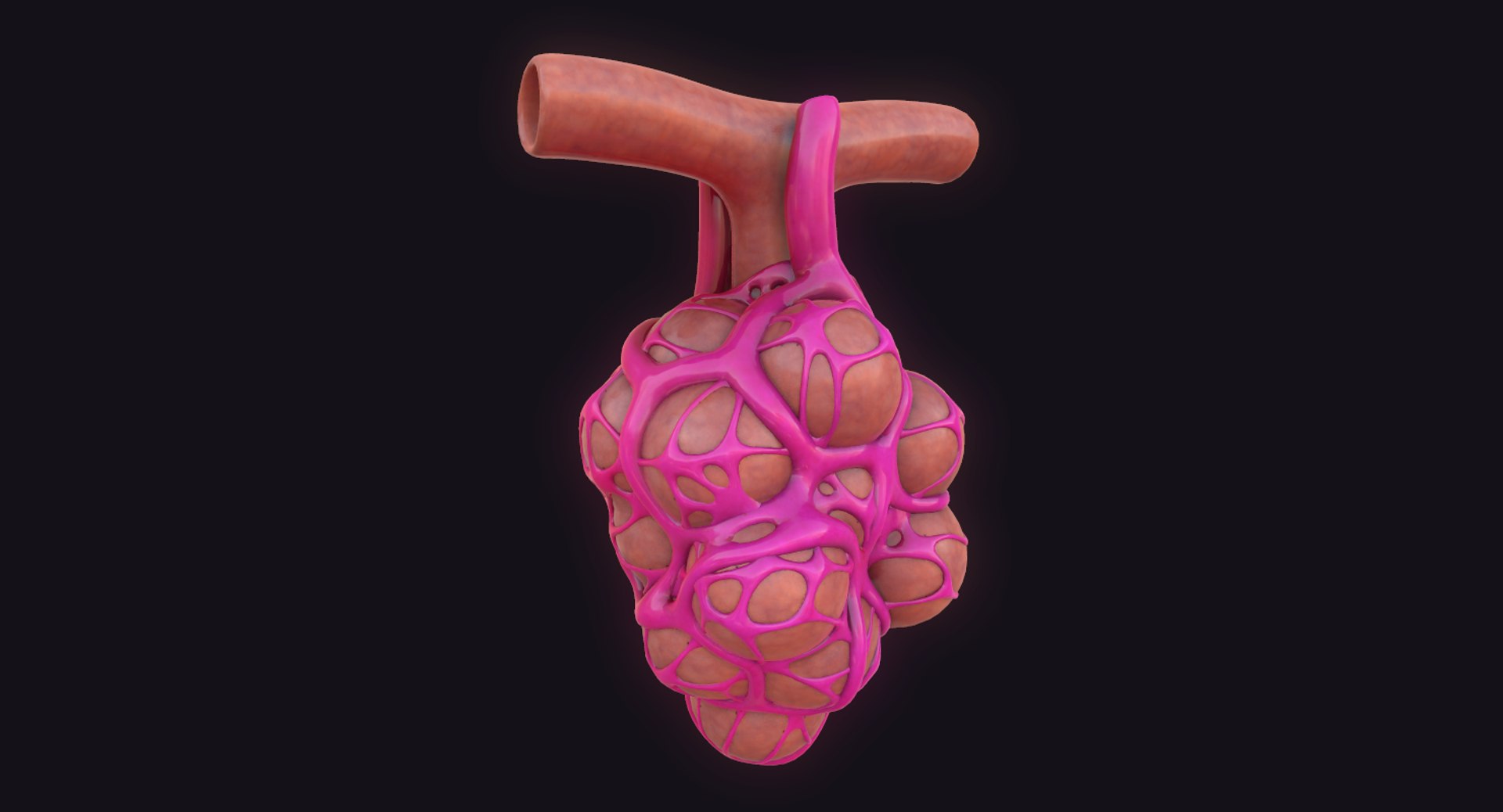 3D Model Lung Pulmonary Alveoli - TurboSquid 1424604