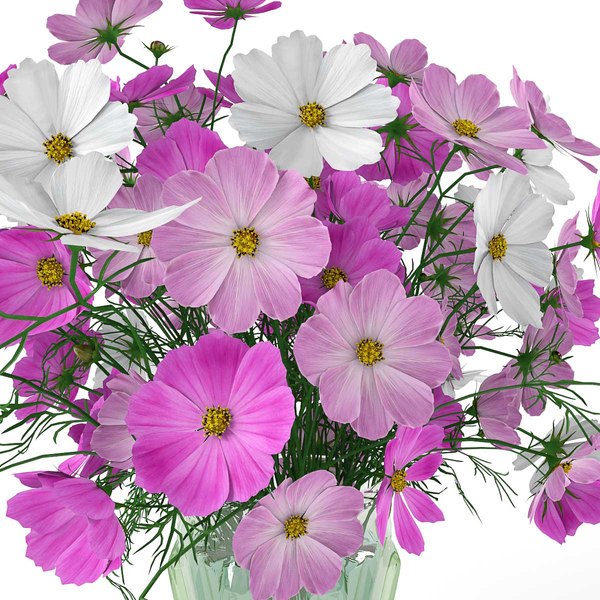 3d model bouquet cosmos flowers