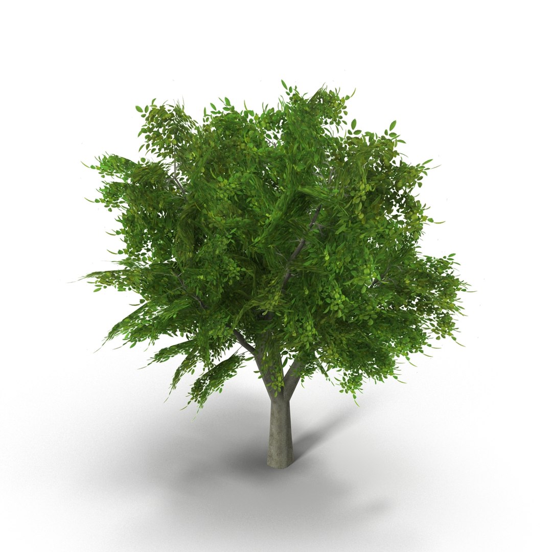 3d Model Walnut Tree