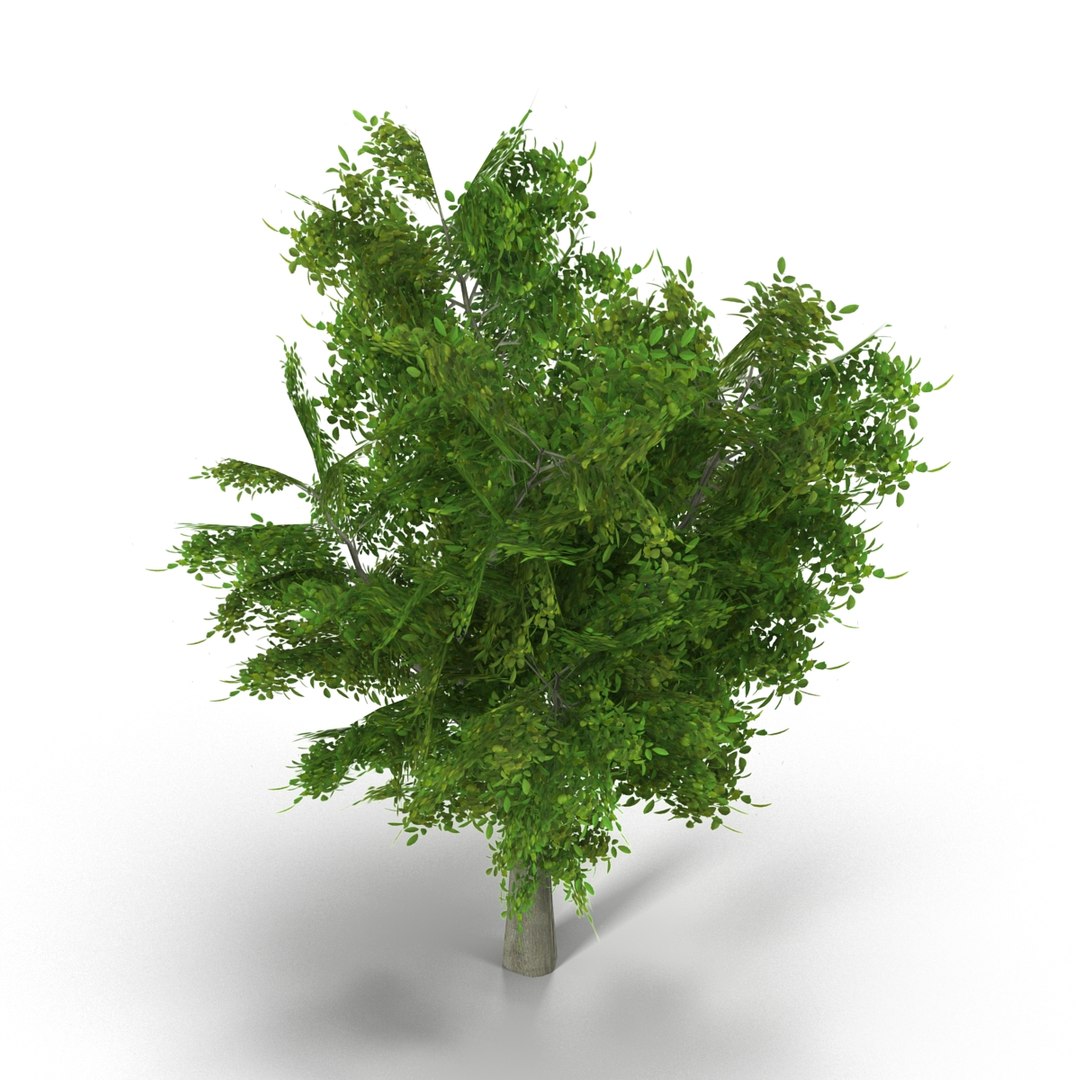 3d Model Walnut Tree