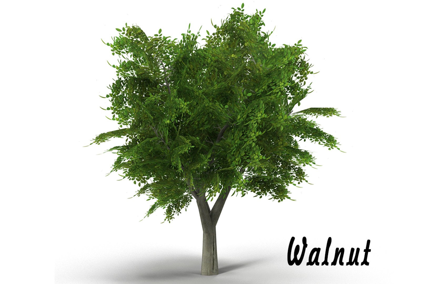 3d Model Walnut Tree